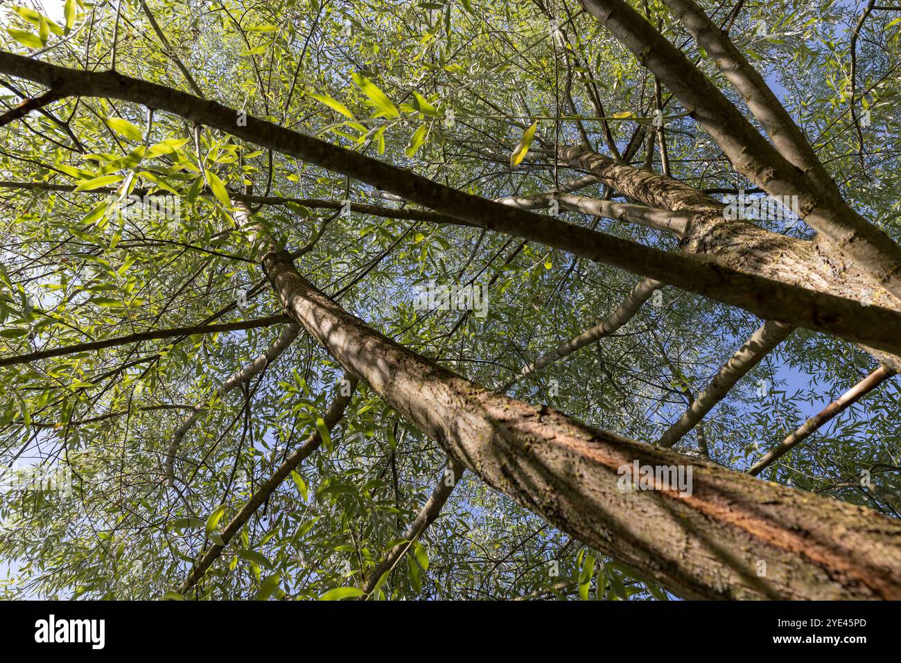willow tree in the summer, the willow tree in the summer in sunny ...