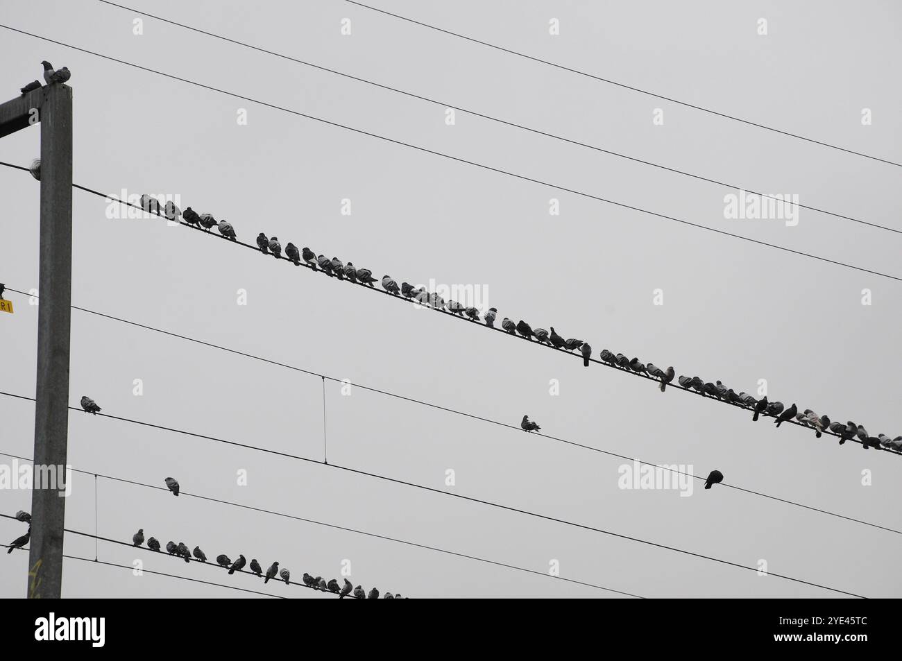 Copenhagen/ DenmarK/29 October 2024/Pigeons sitting on electric train ...