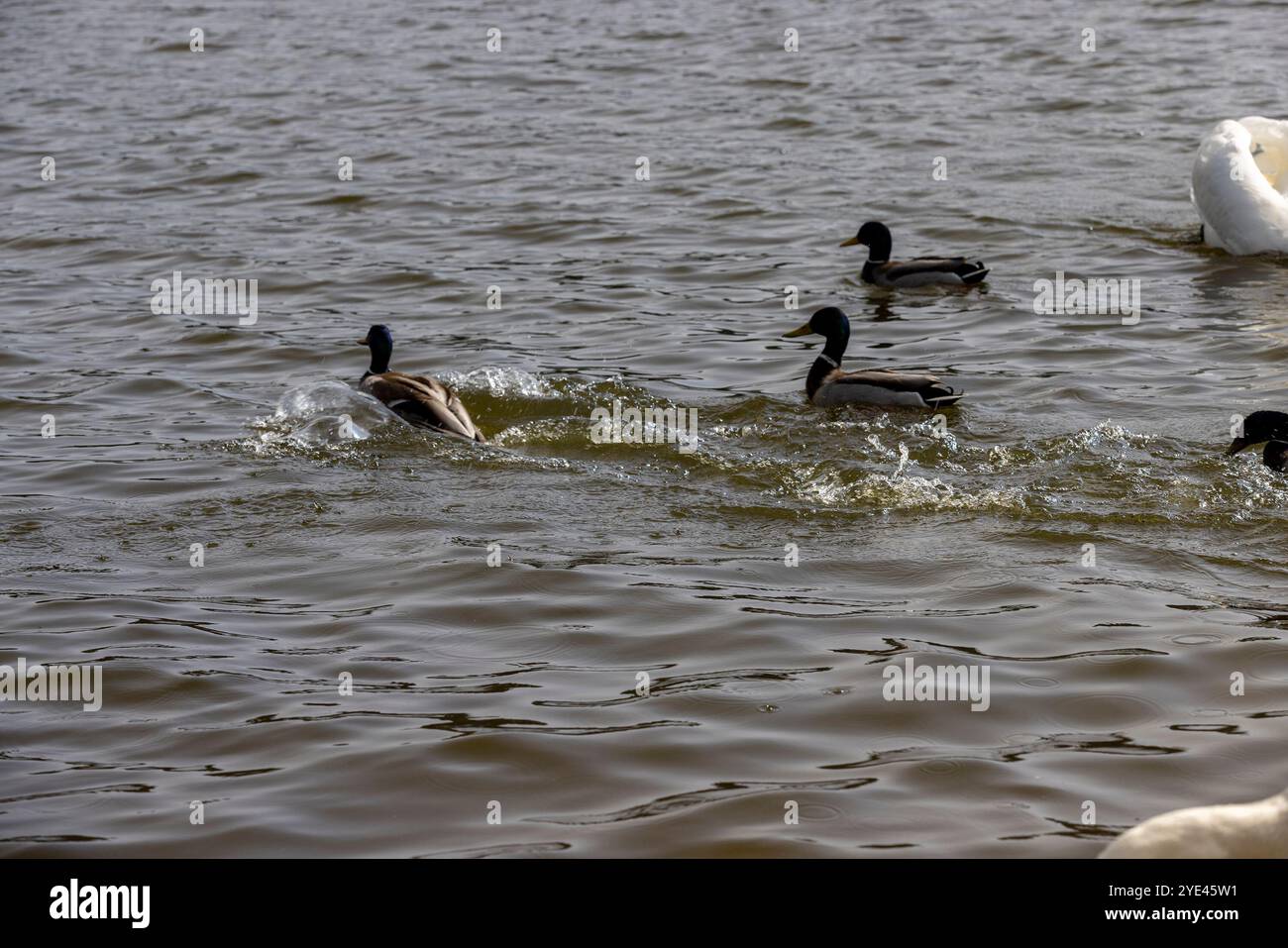 wild ducks fighting for territory during nesting, ducks fighting on the ...