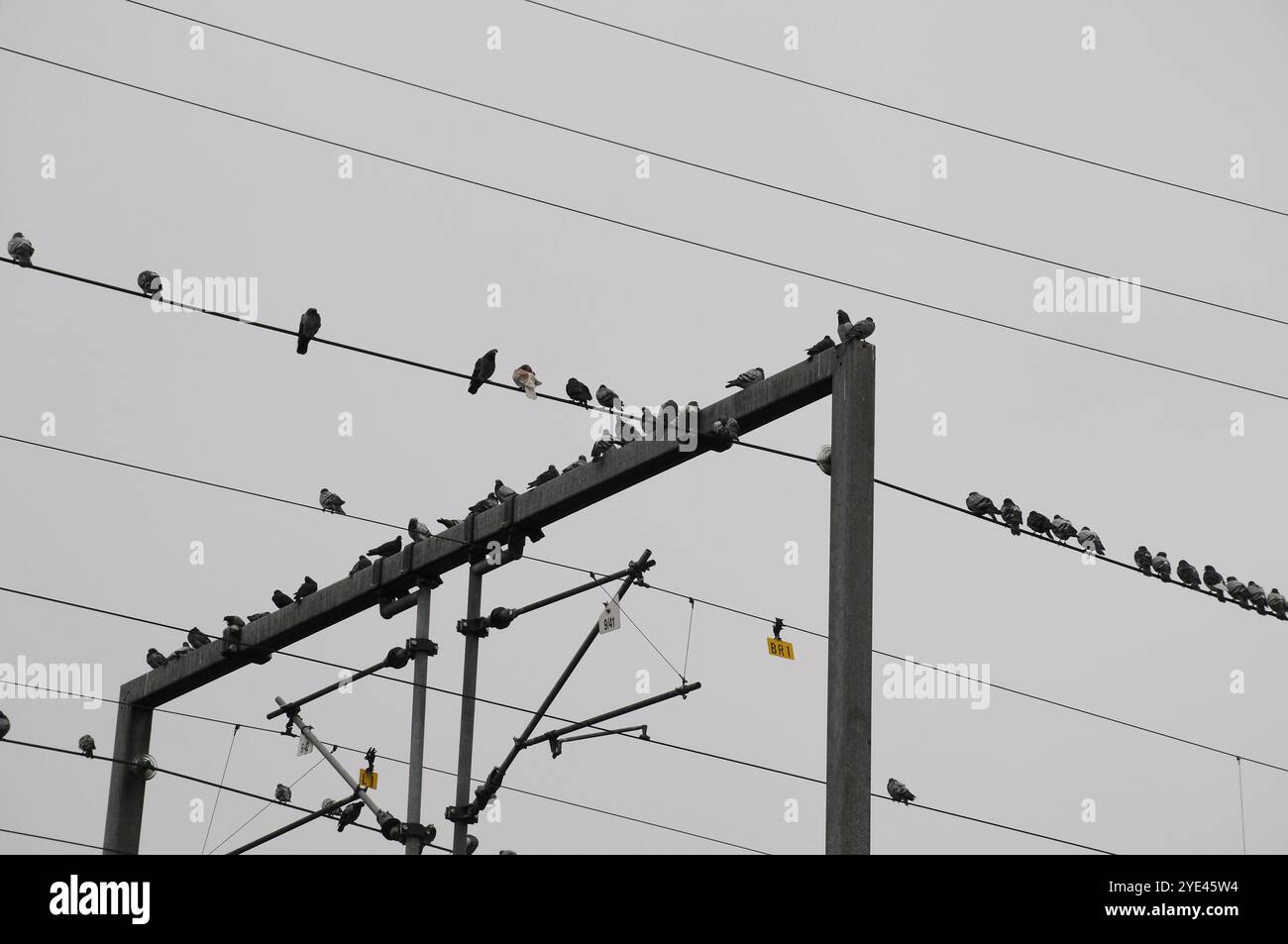 Copenhagen/ DenmarK/29 October 2024/Pigeons sitting on electric train ...