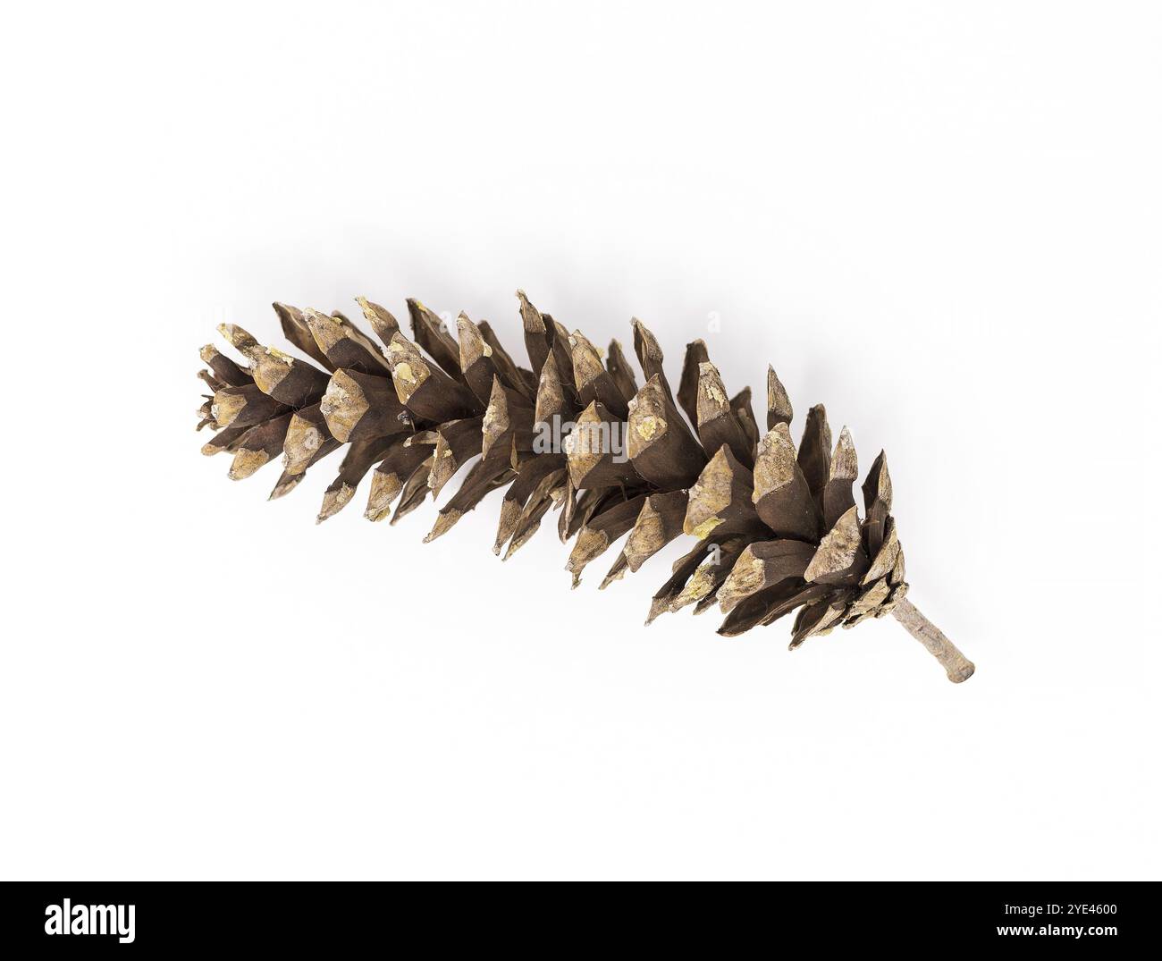 Coniferous tree cone isolated on white background Stock Photo - Alamy