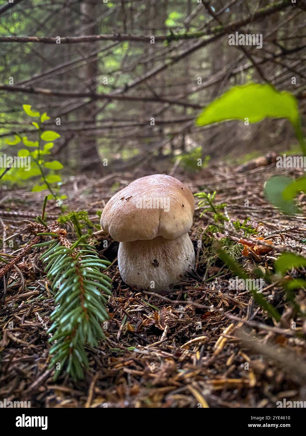 Mushroom forest fungi close hi-res stock photography and images - Alamy
