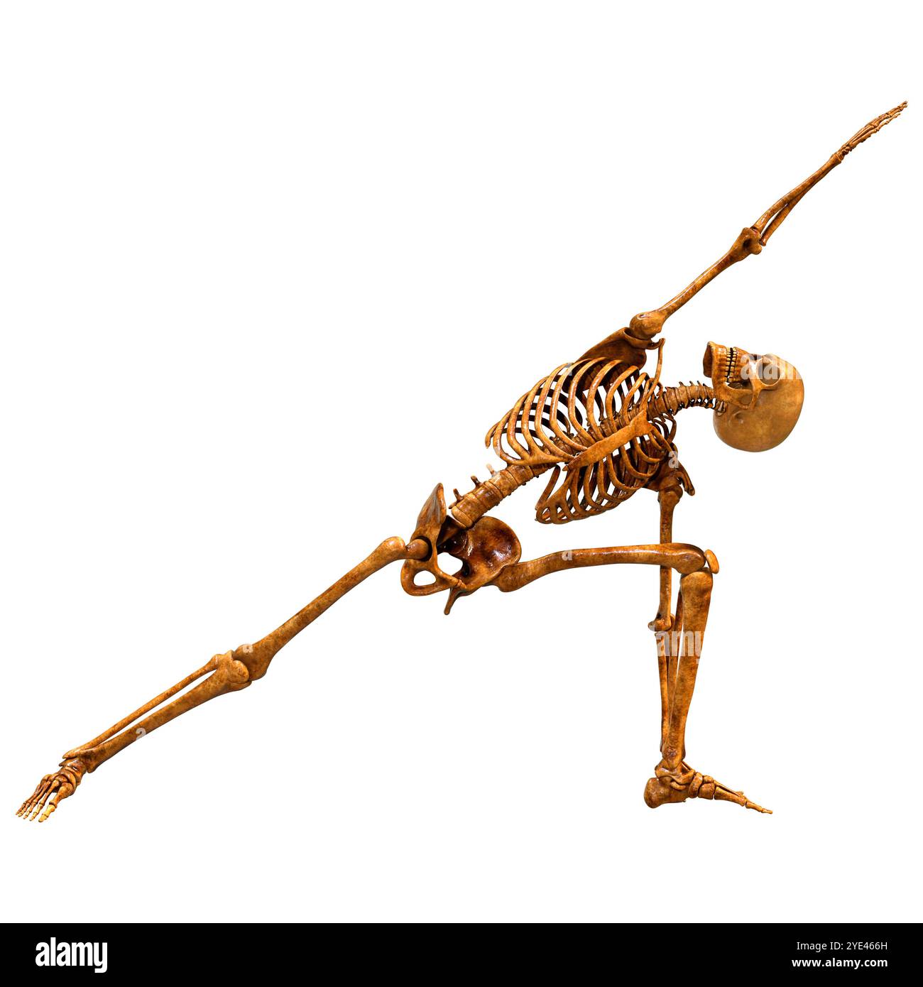 3D rendering of a human skeleton isolated on white background Stock ...