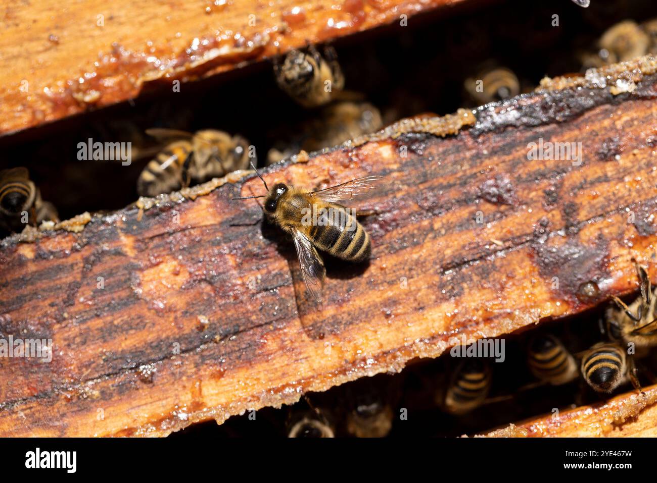bees and their hive with wooden honeycomb frames, honey bees in sunny ...