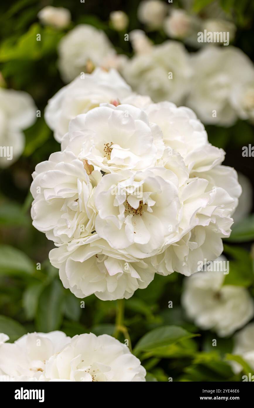 Close up of a cluster of white roses flowering in June in a summer ...