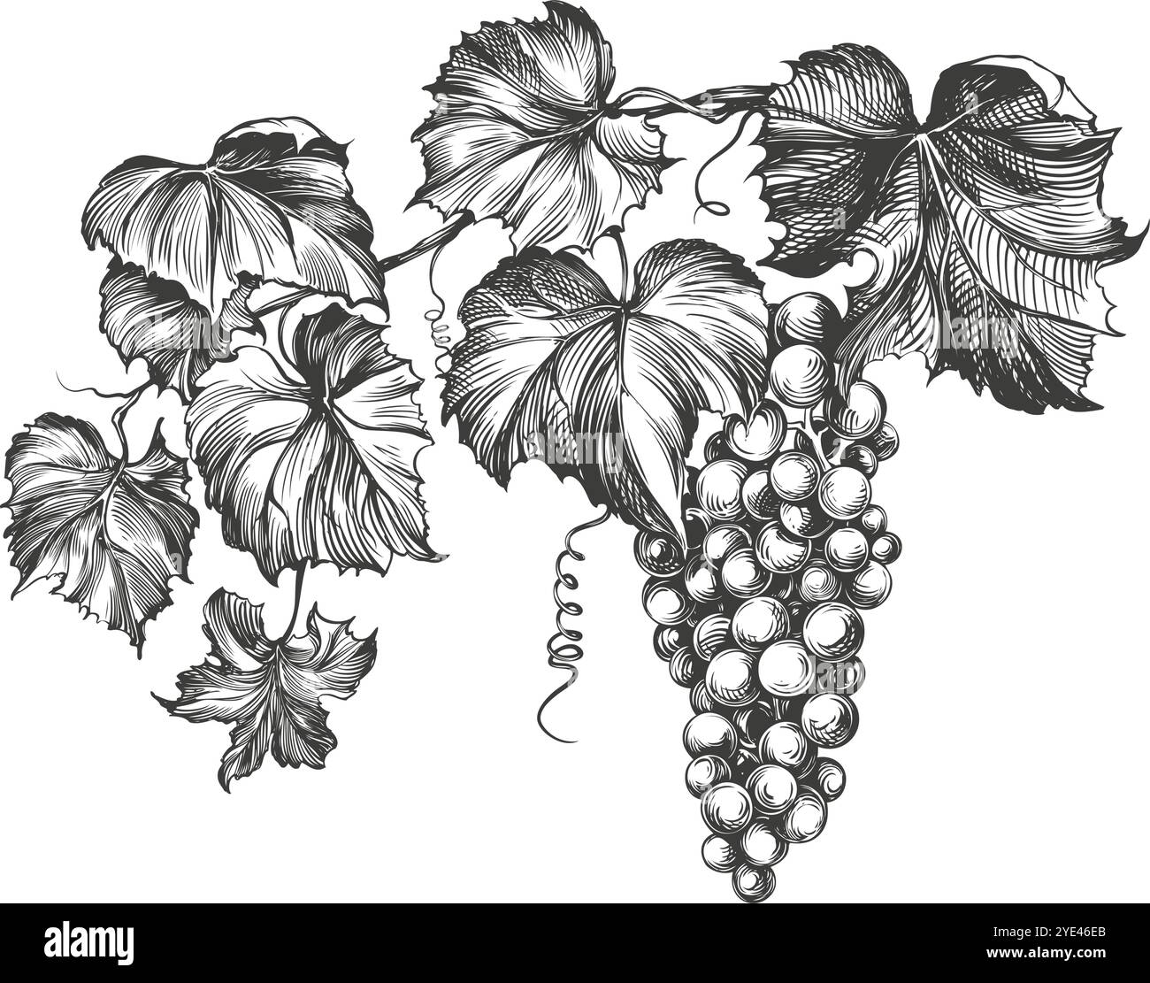 grape vine, grape, hand drawn vector illustration realistic sketch ...