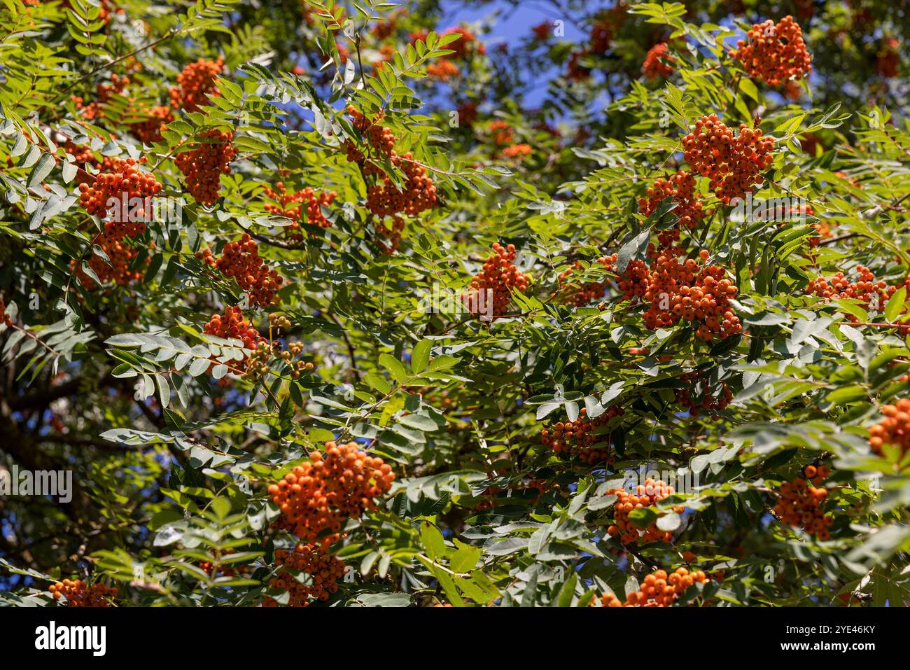 a rowan tree with fruits in the autumn, the color rowan foliage changes ...
