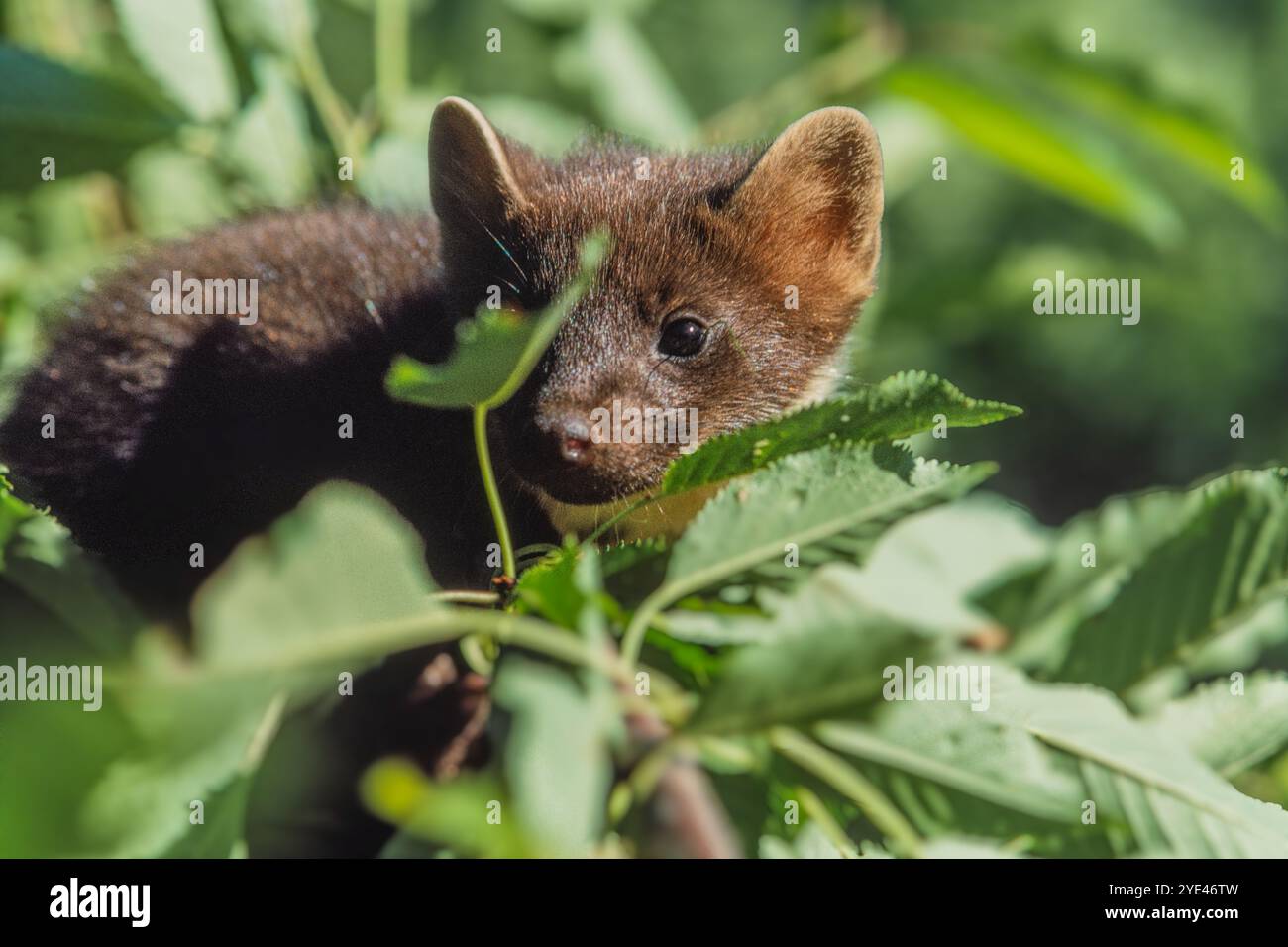 France alsace pine forest hi-res stock photography and images - Alamy