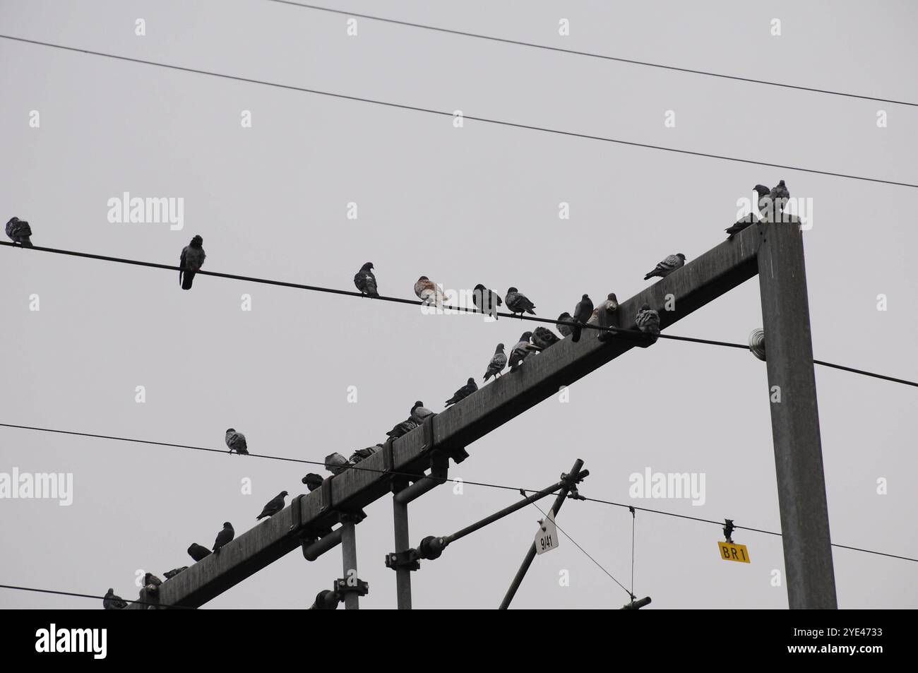 Copenhagen/ DenmarK/29 October 2024/Pigeons sitting on electric train ...