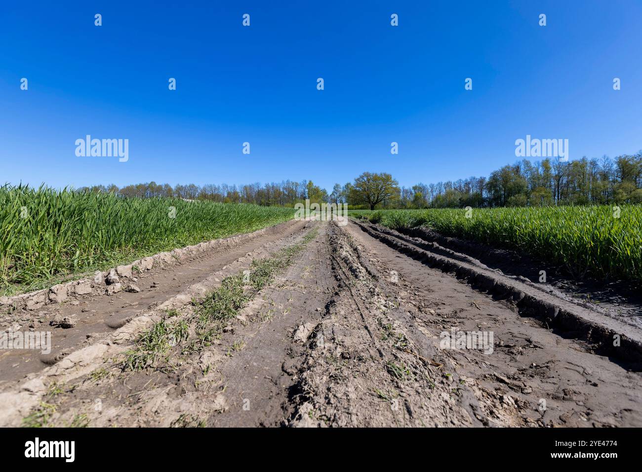 rural road without asphalt in a field with wheat and trees, a road in a ...