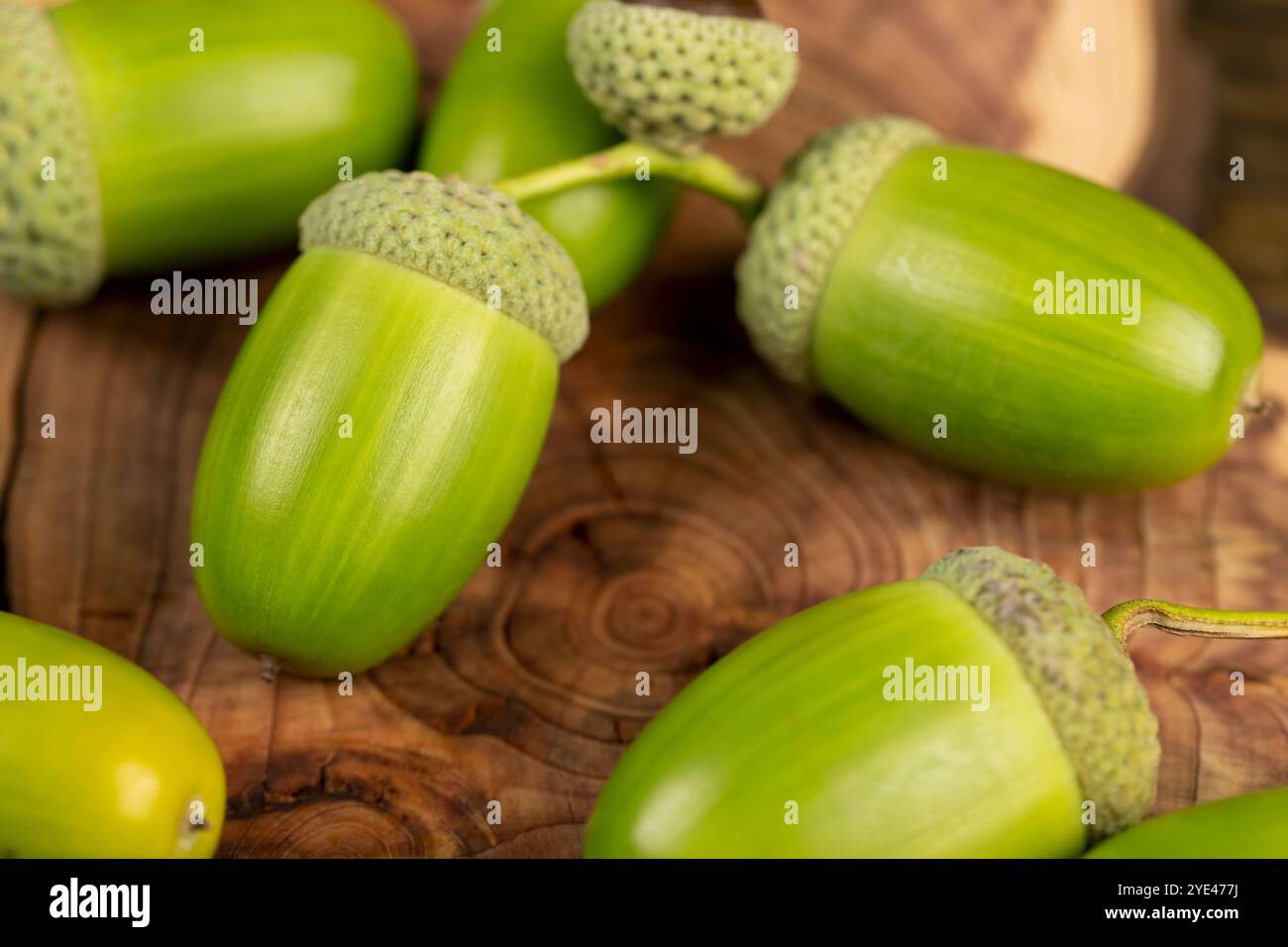 green acorns on a juniper board, details of green immature oak acorns ...