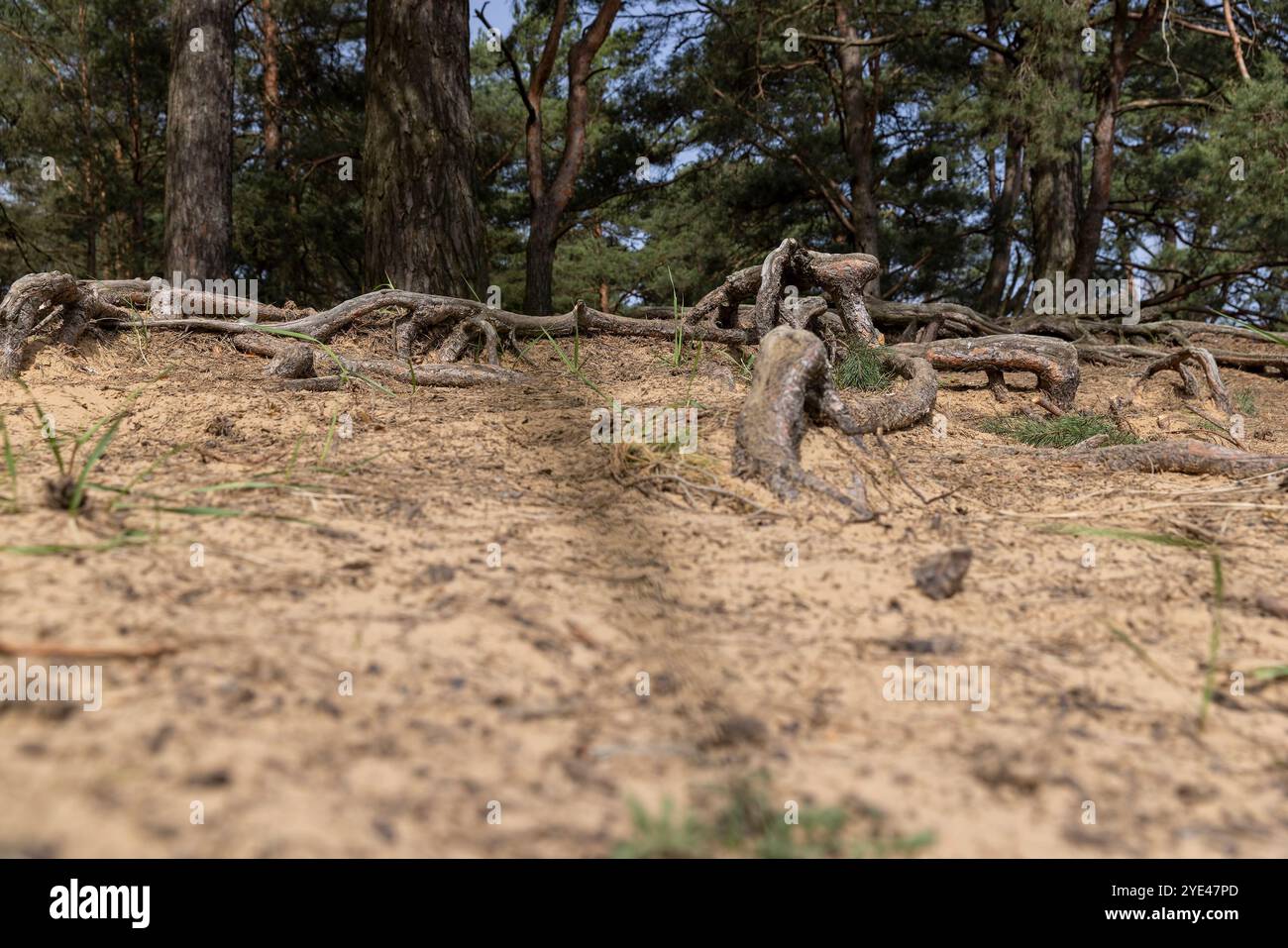 tree roots sticking out of the earth , large tree roots that have come ...