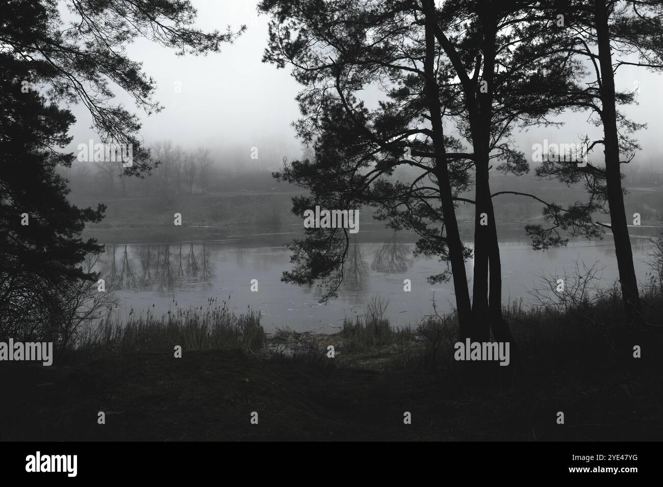 Atmospheric black metal forest, foggy dark spooky forest, horror ...