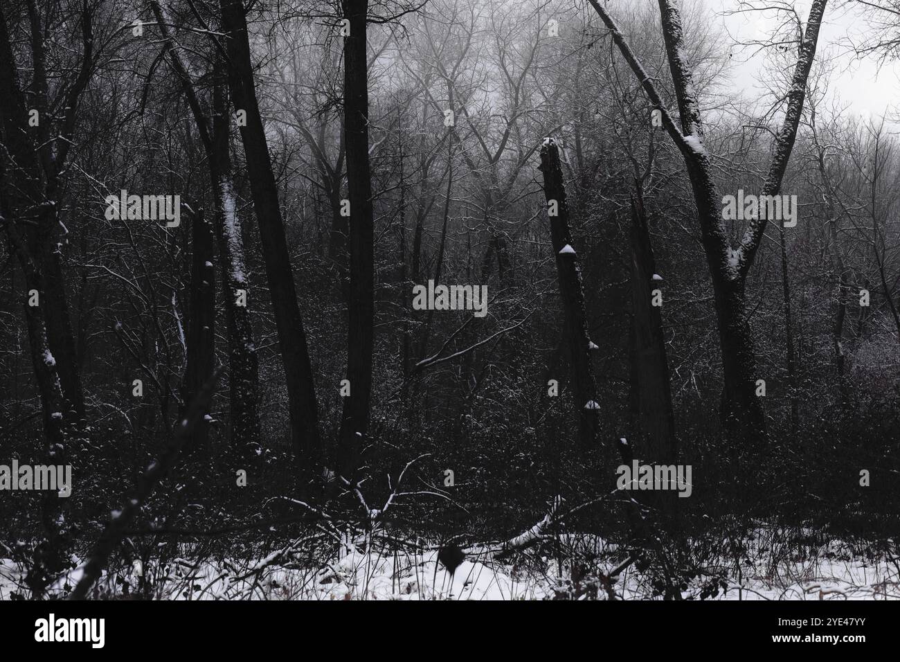 Atmospheric black metal forest, foggy dark spooky forest, horror ...