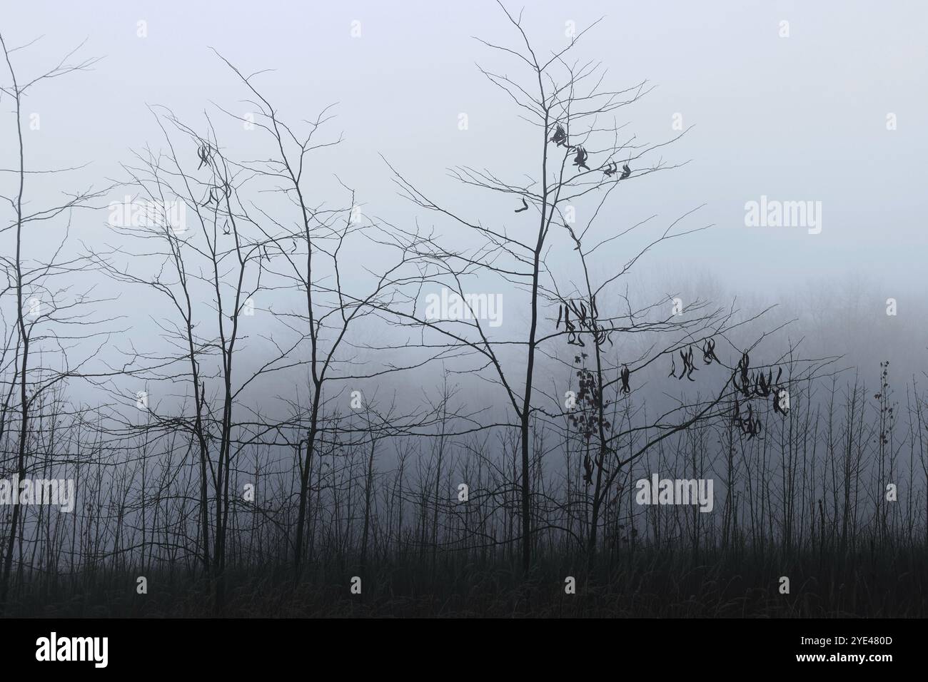 Atmospheric black metal forest, foggy dark spooky forest, horror ...