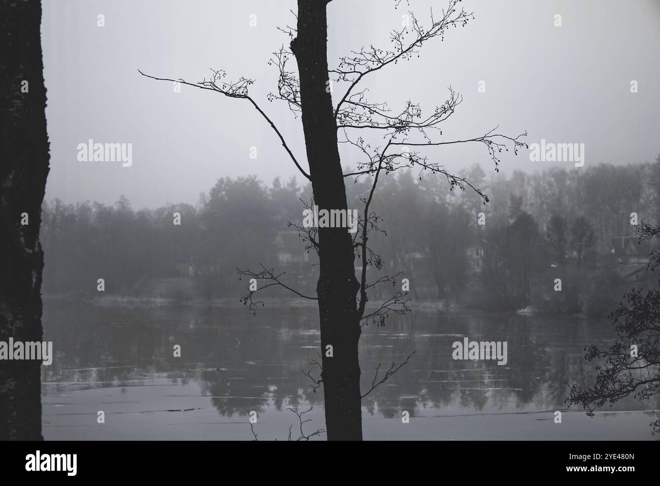 Atmospheric black metal forest, foggy dark spooky forest, horror ...