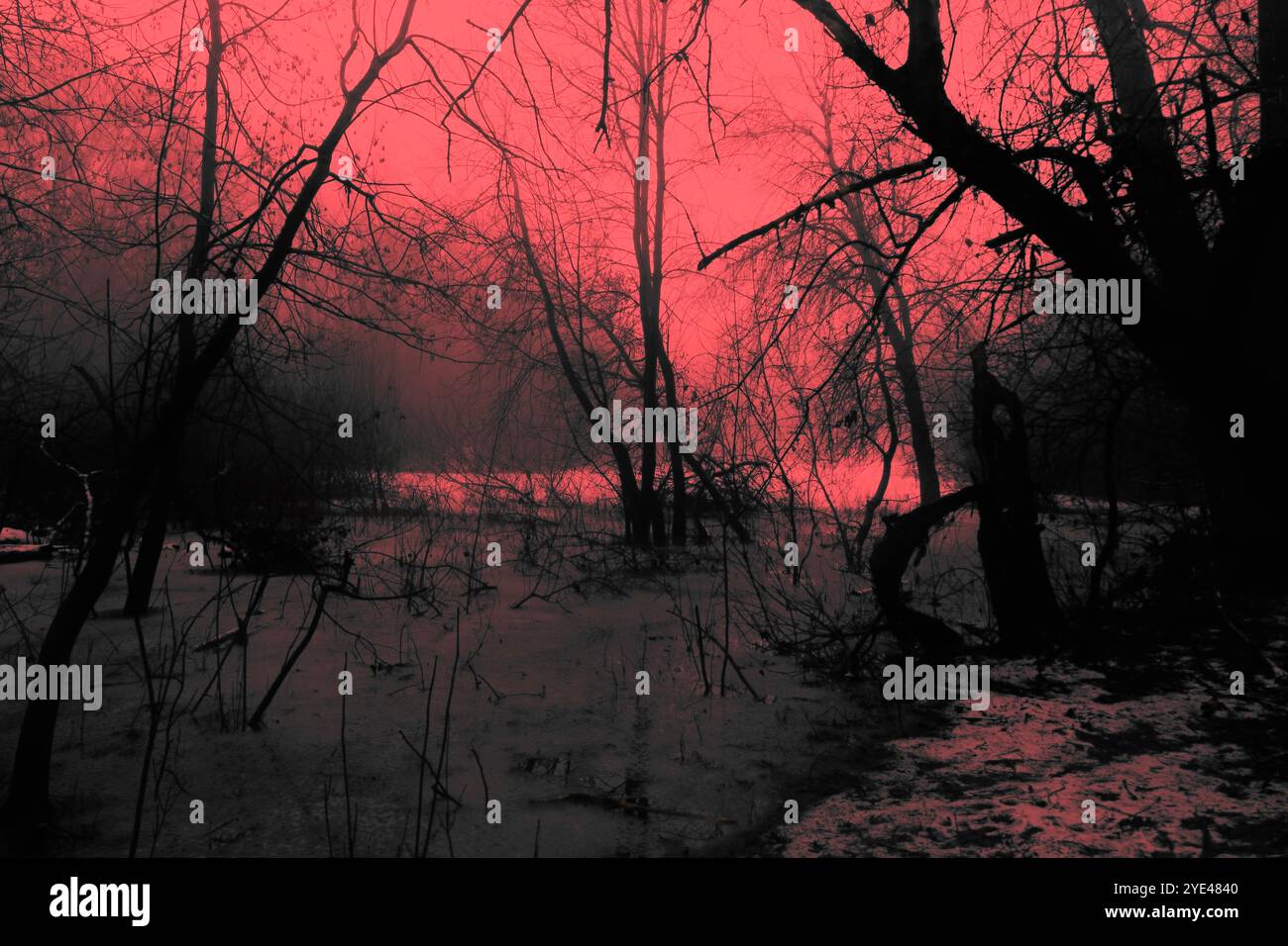 Red horror atmosphere in the woods, Atmospheric Black Metal forest ...