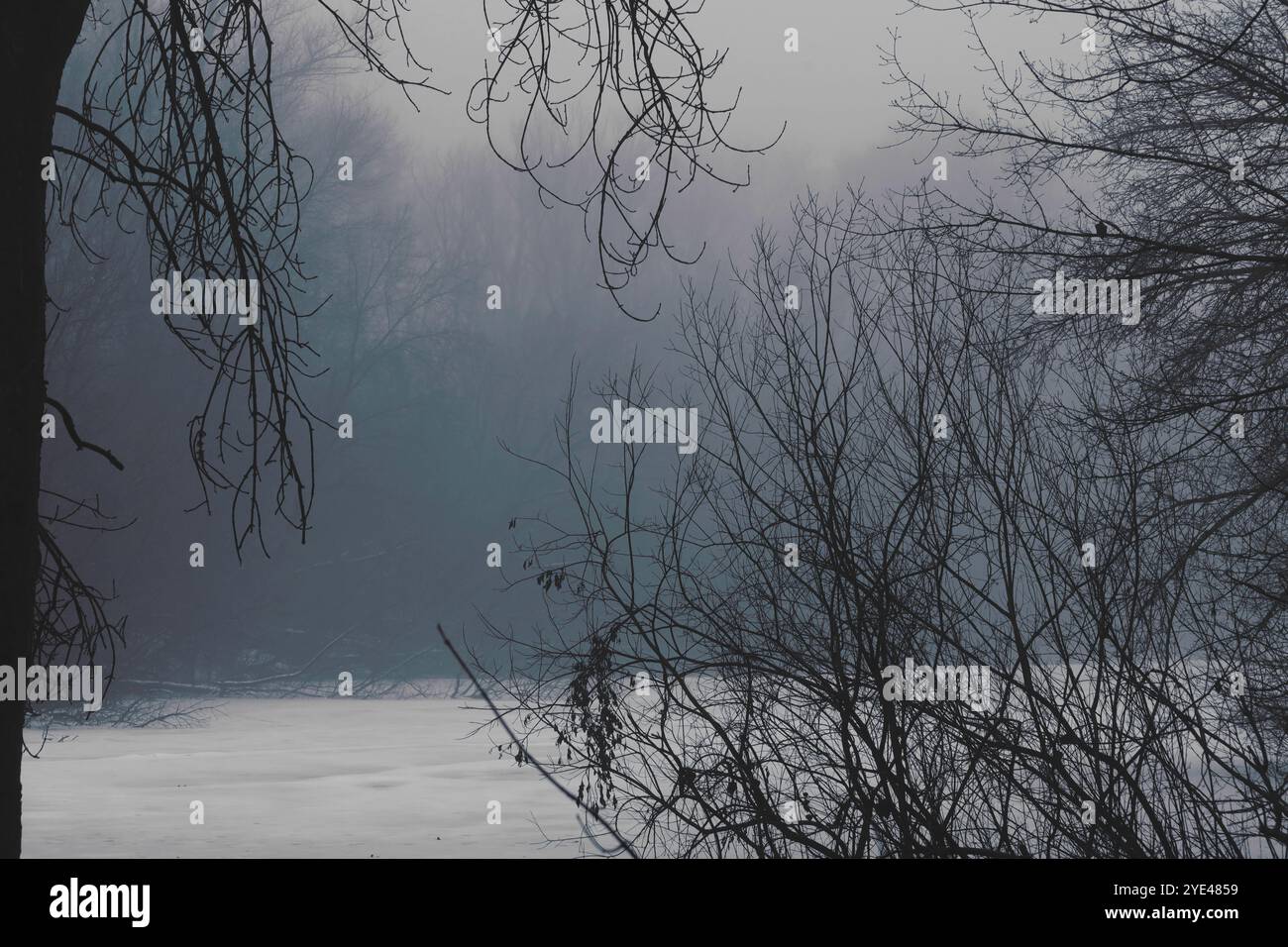 Atmospheric Black Metal forest, foggy dark spooky forest, dark horror ...