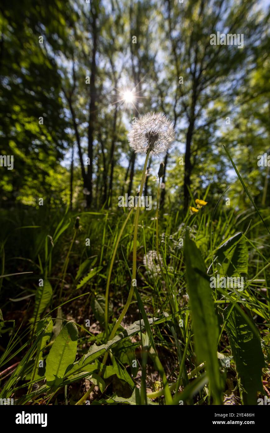 trees in spring with green grass and white fluffy dandelions, a park ...