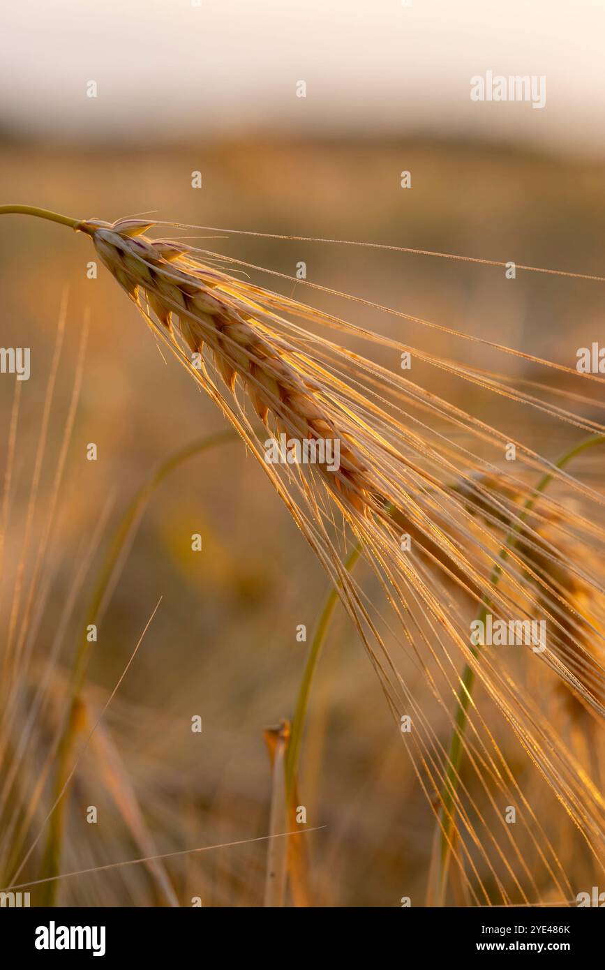 rye sprouts in a field at sunset, the yellow sun at sunset in a field ...