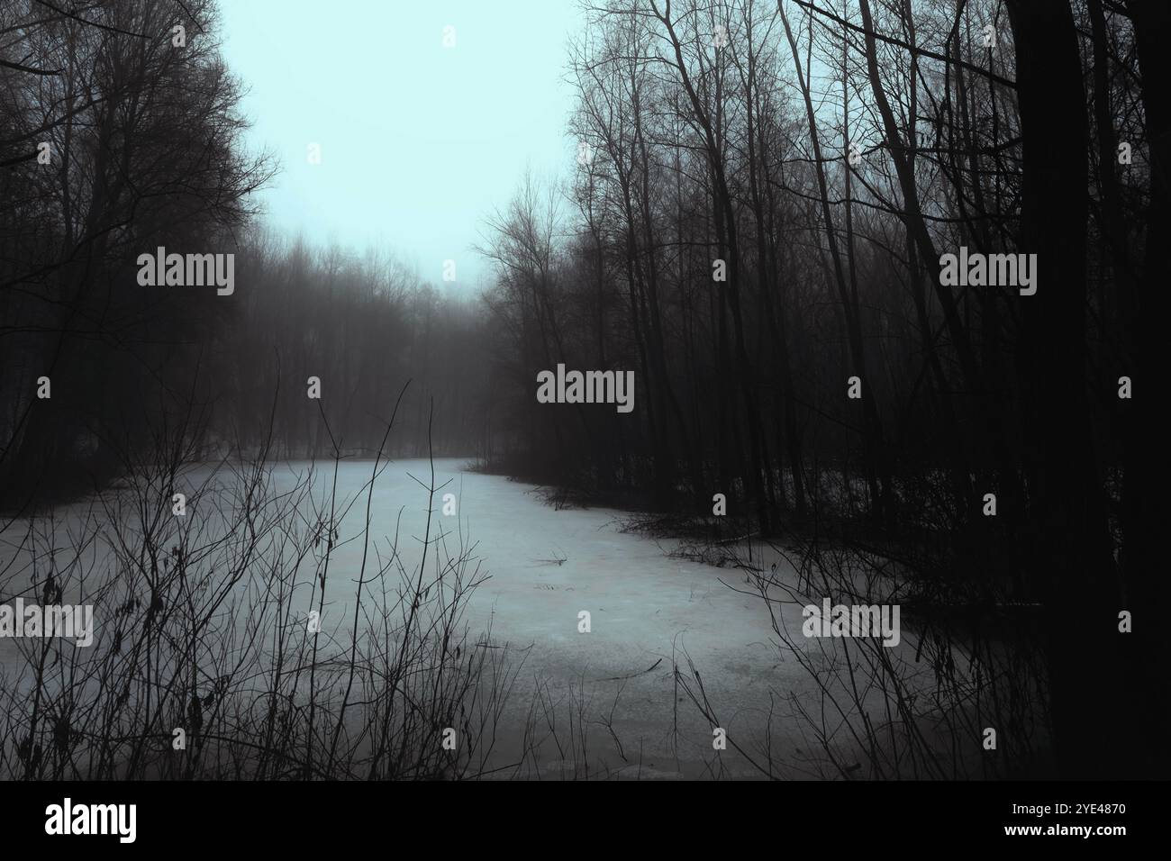 Atmospheric Black Metal forest, foggy dark spooky forest, dark horror ...