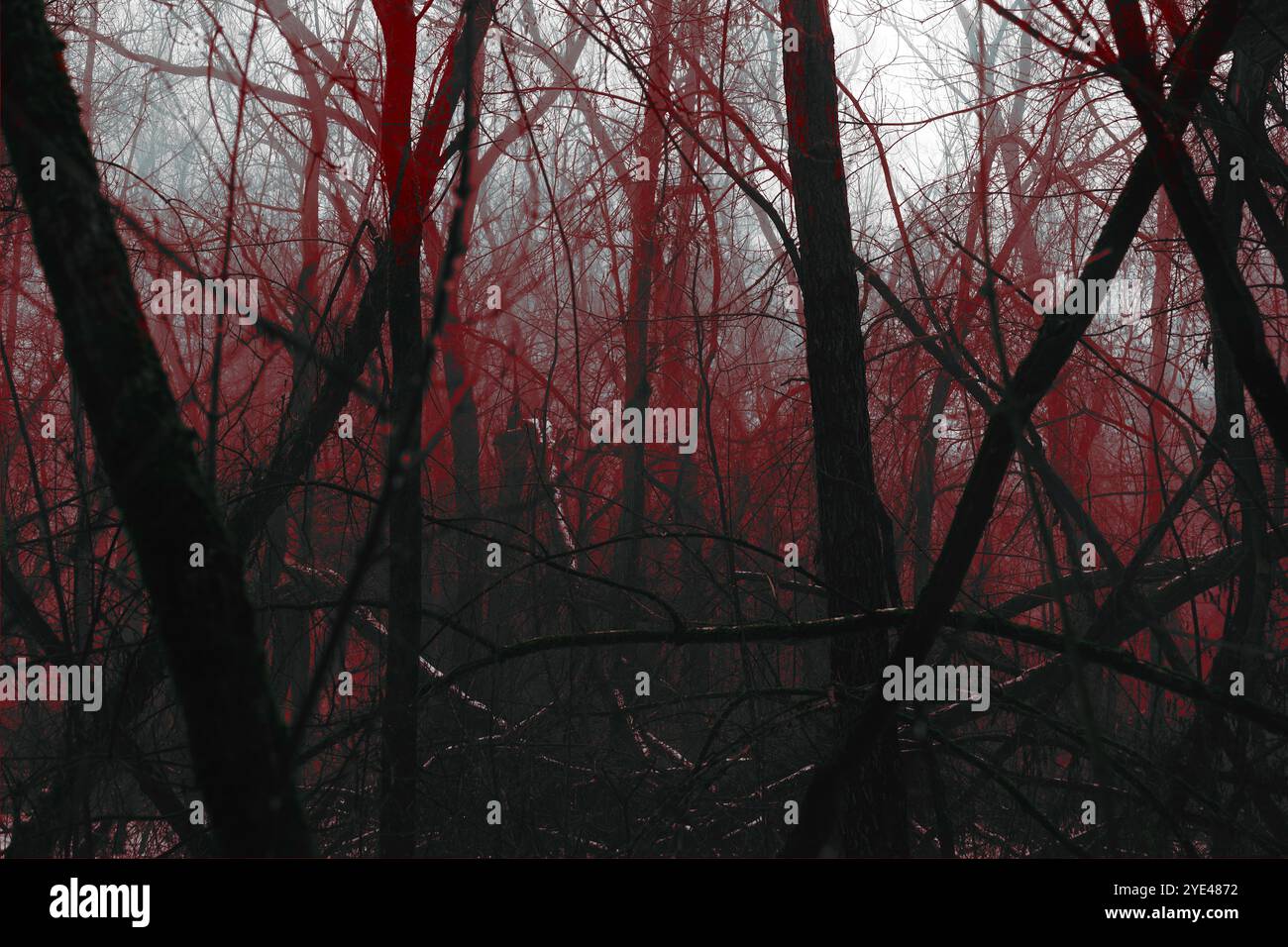 Atmospheric Black Metal forest, foggy dark spooky forest, dark horror ...