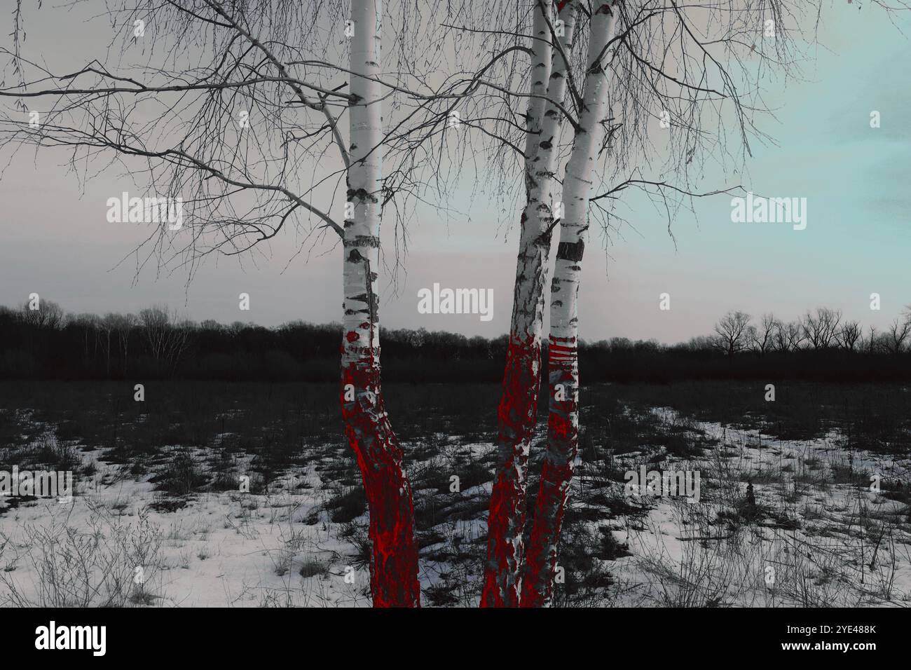 Surrealistic birch trees, Atmospheric Black Metal forest, dark spooky ...