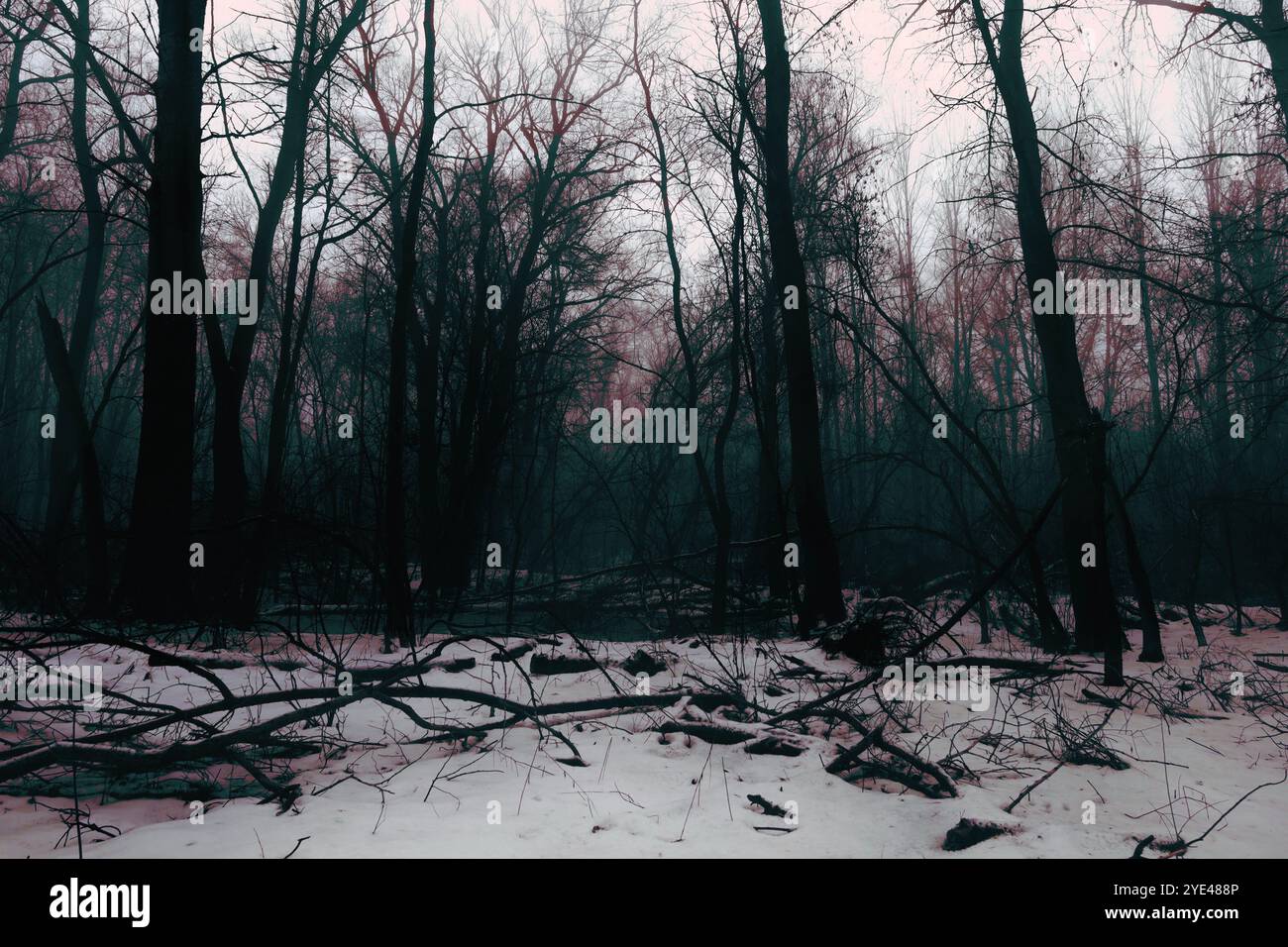 Atmospheric Black Metal forest, foggy dark spooky forest, dark horror ...