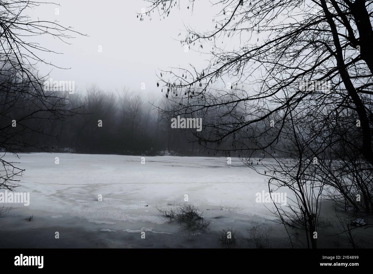 Atmospheric Black Metal forest, foggy dark spooky forest, dark horror ...