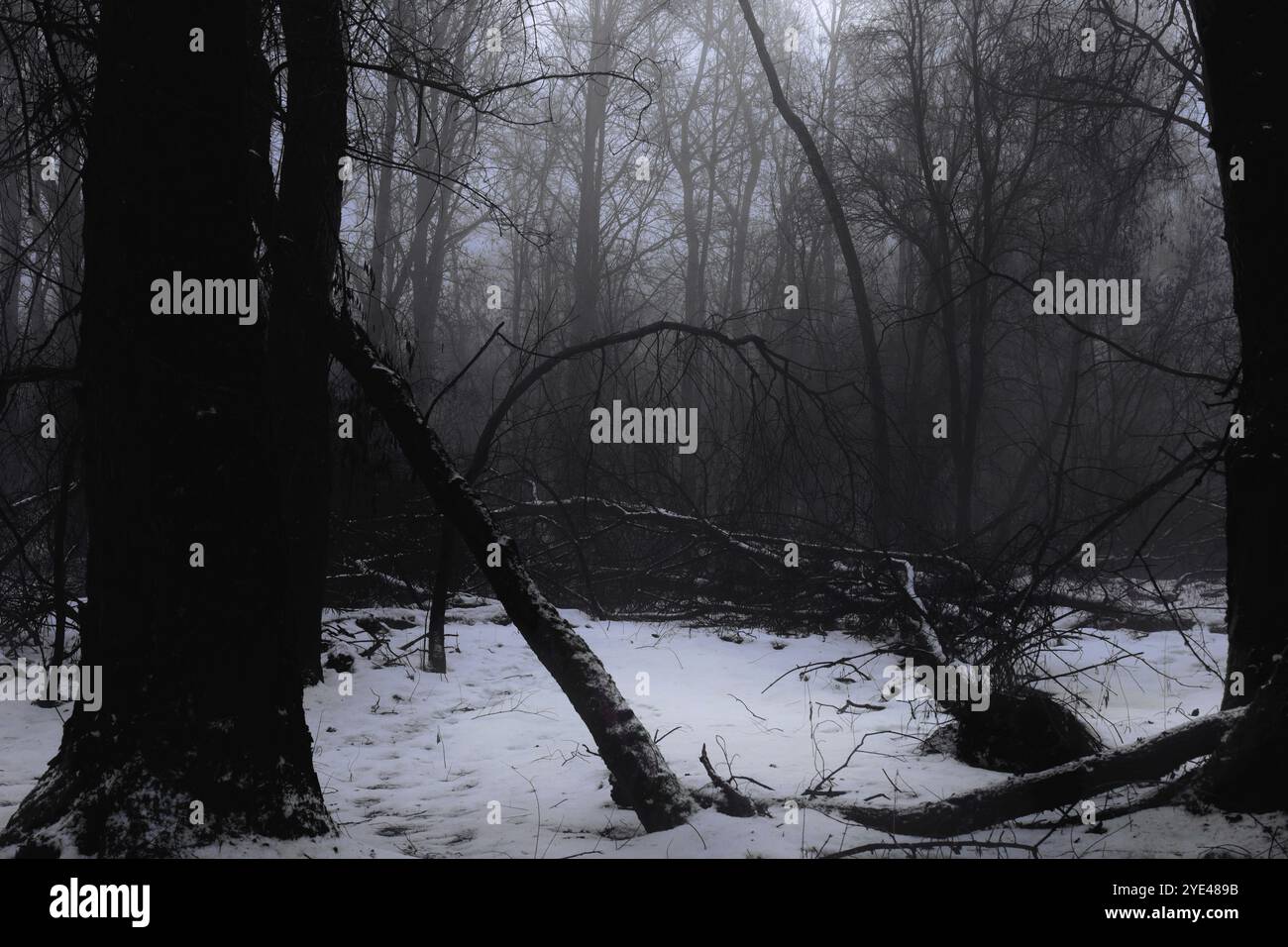 Atmospheric Black Metal forest, foggy dark spooky forest, dark horror ...