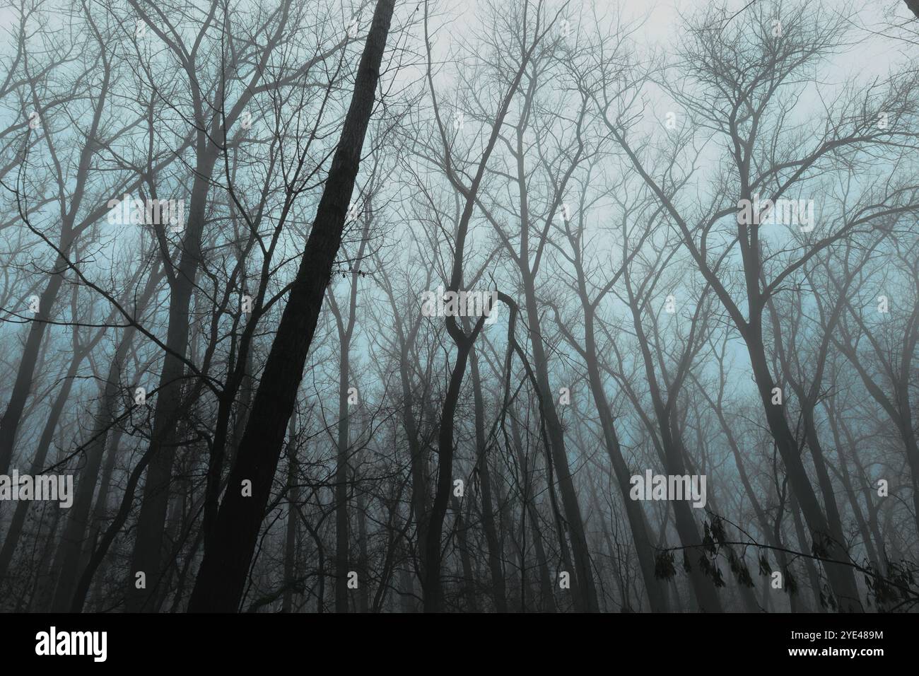 Atmospheric Black Metal forest, foggy dark spooky forest, dark horror ...