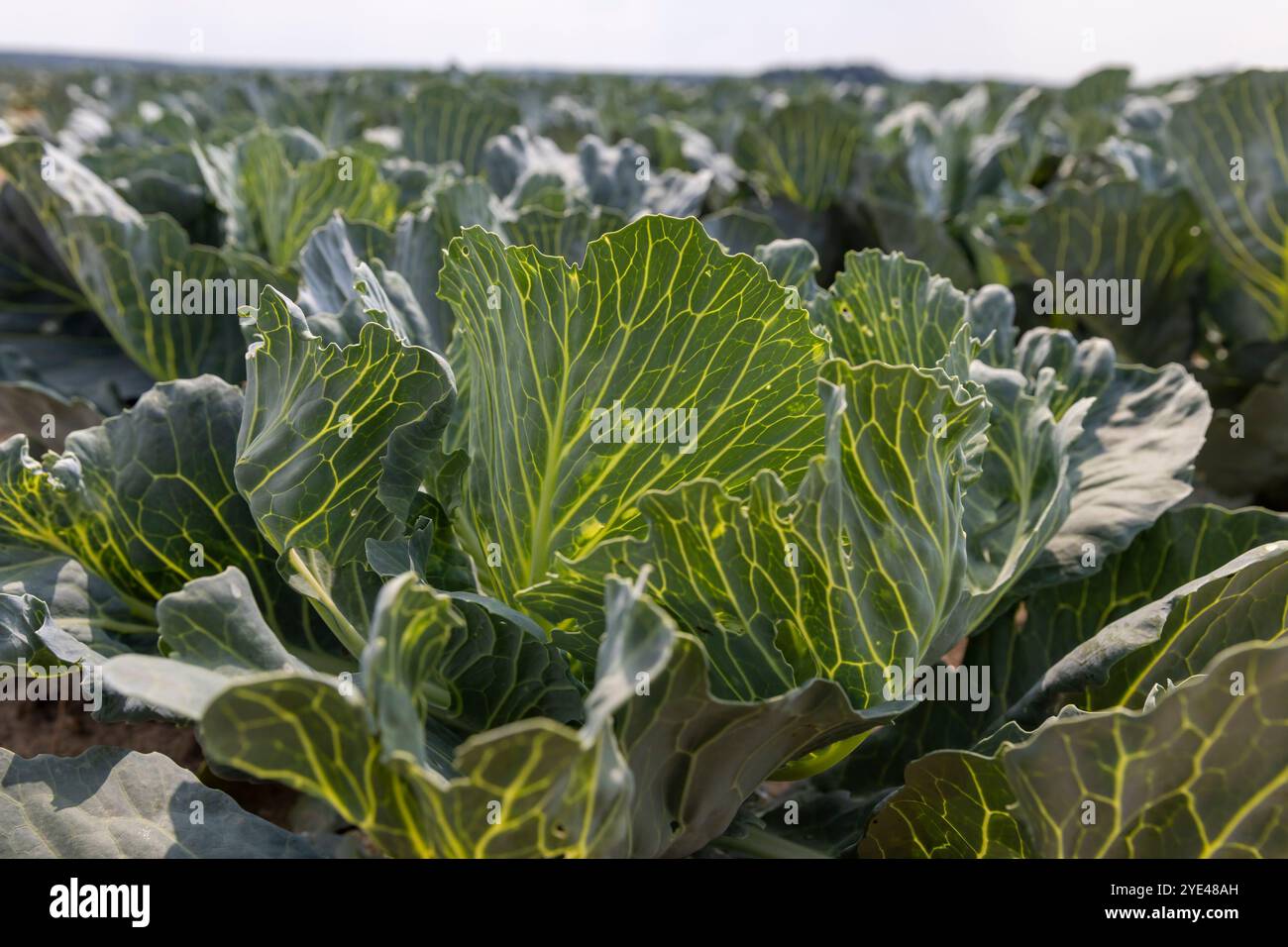a field with green cabbage heads before harvest, village farm, food ...