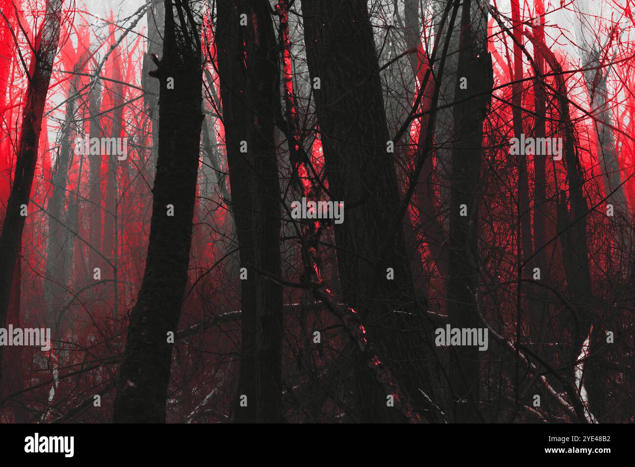 Red horror atmosphere in the woods, Atmospheric Black Metal forest ...