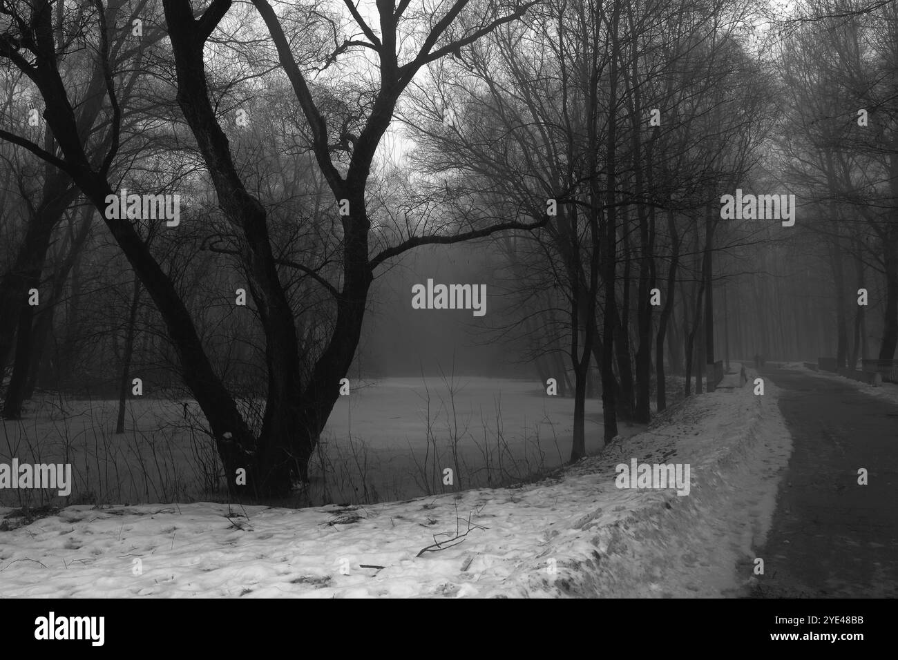 Atmospheric Black Metal forest, foggy dark spooky forest, dark horror ...