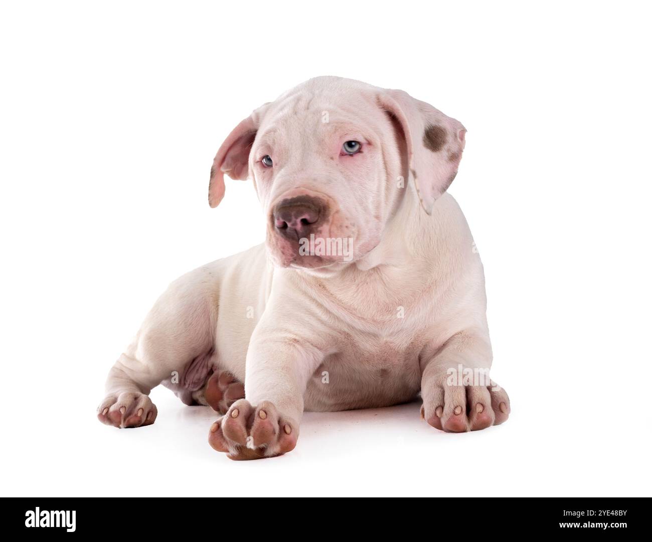 white bully puppy XXL in front of white background Stock Photo - Alamy