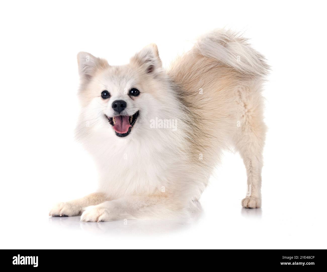 Japanese Spitz in front of white background Stock Photo - Alamy