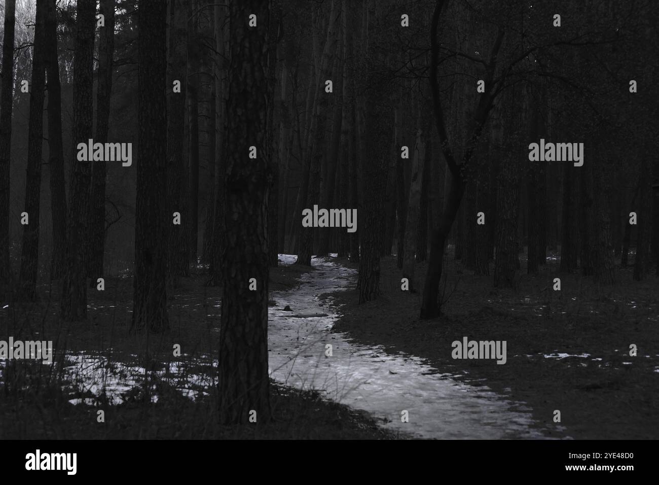 Road in the dark fantasy forest, Atmospheric Black Metal woods, foggy ...