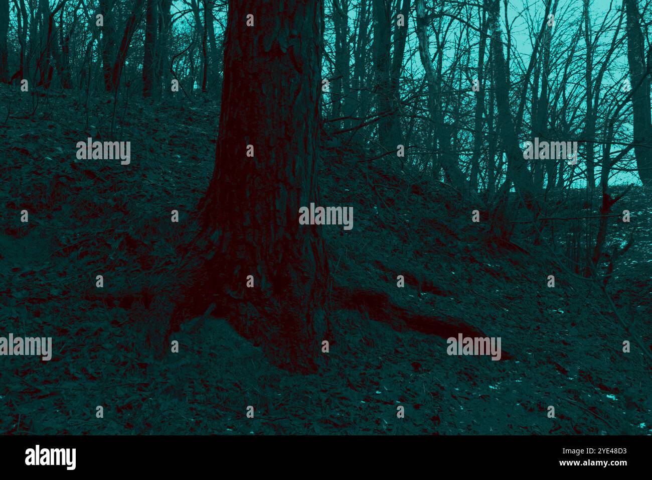 Atmospheric black metal forest, dark spooky forest, horror atmosphere ...