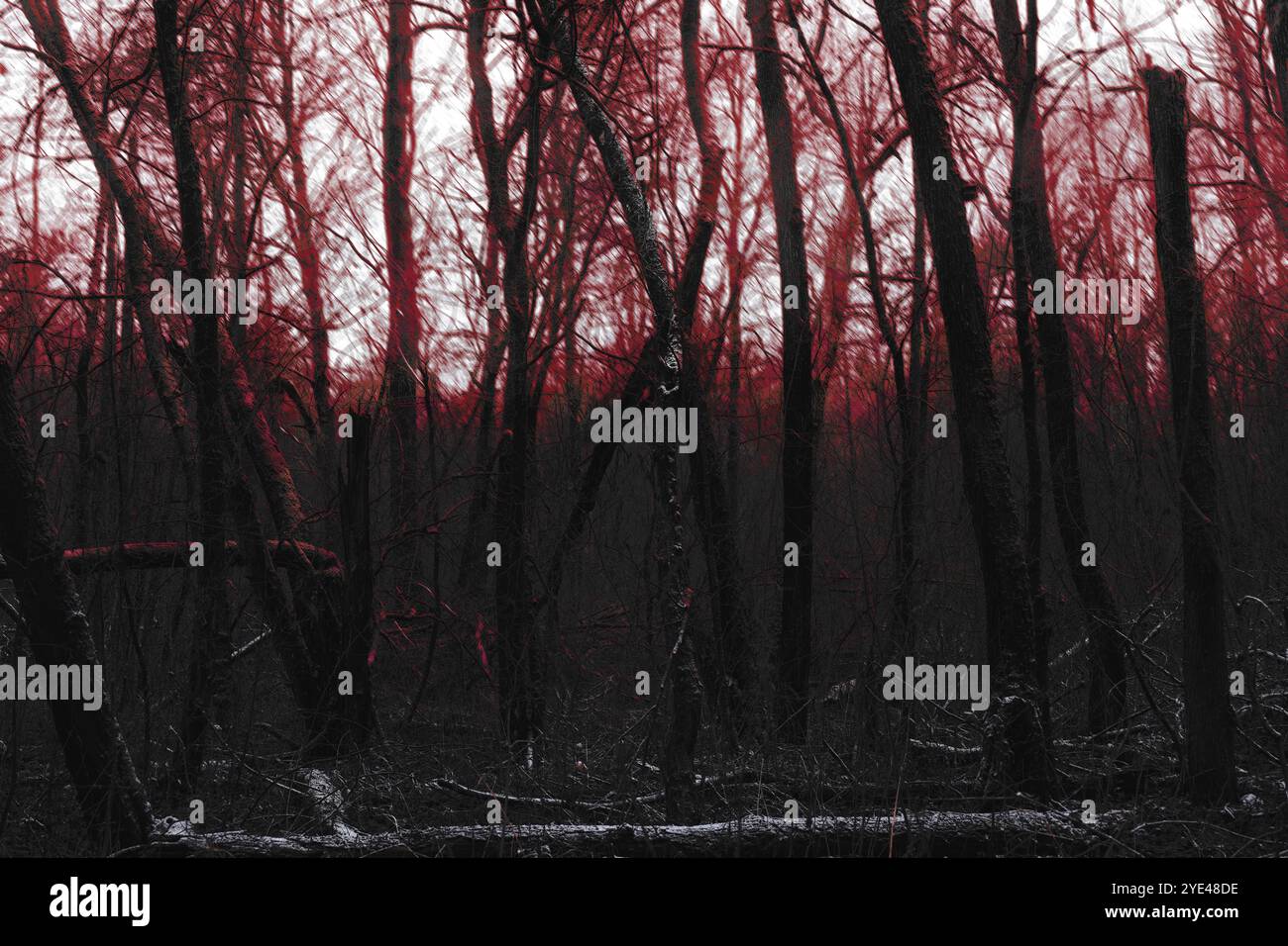 Atmospheric black metal forest, dark spooky forest, horror atmosphere ...