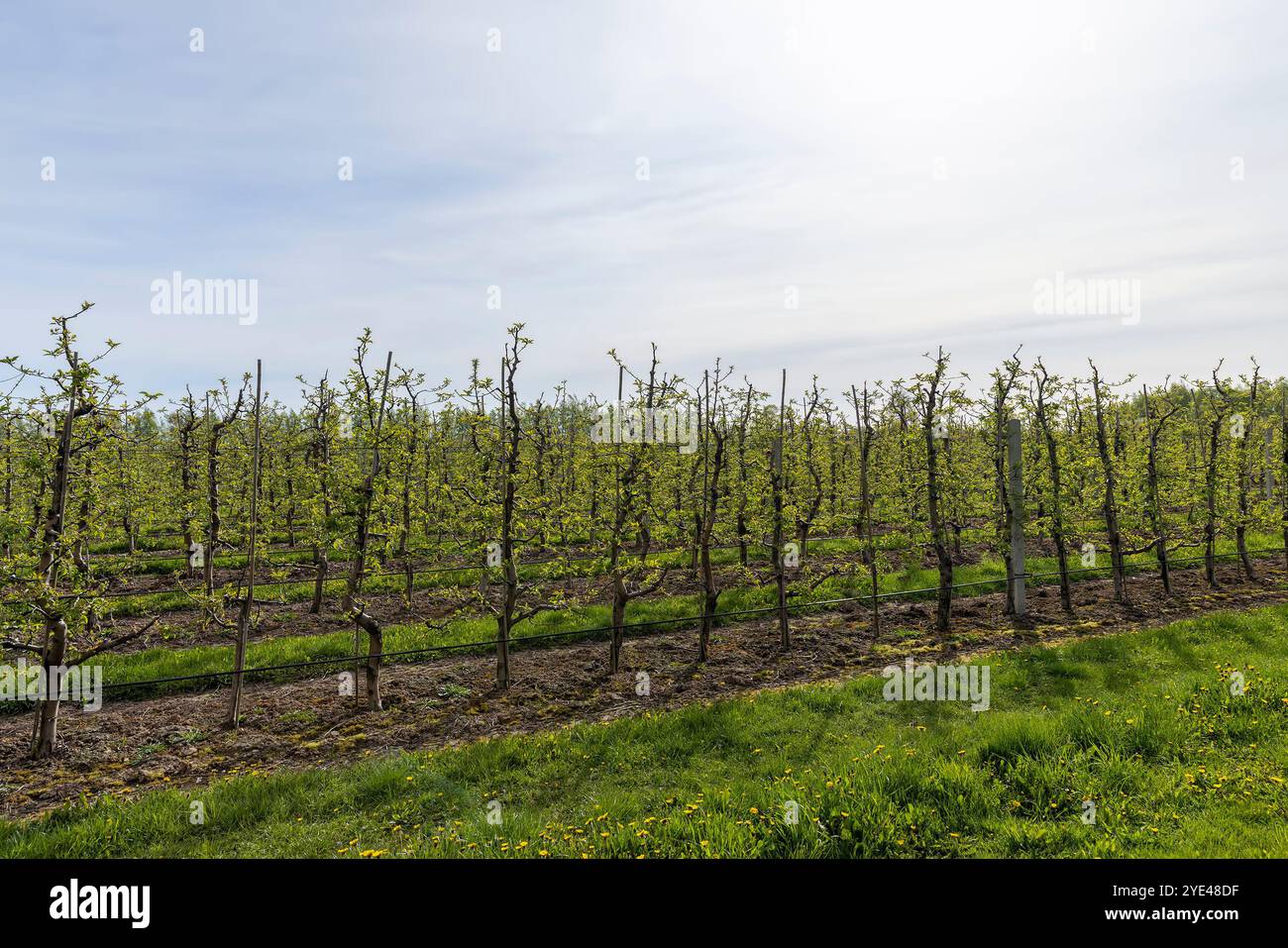 trees in the orchard, growing apples and other fruits on an ...