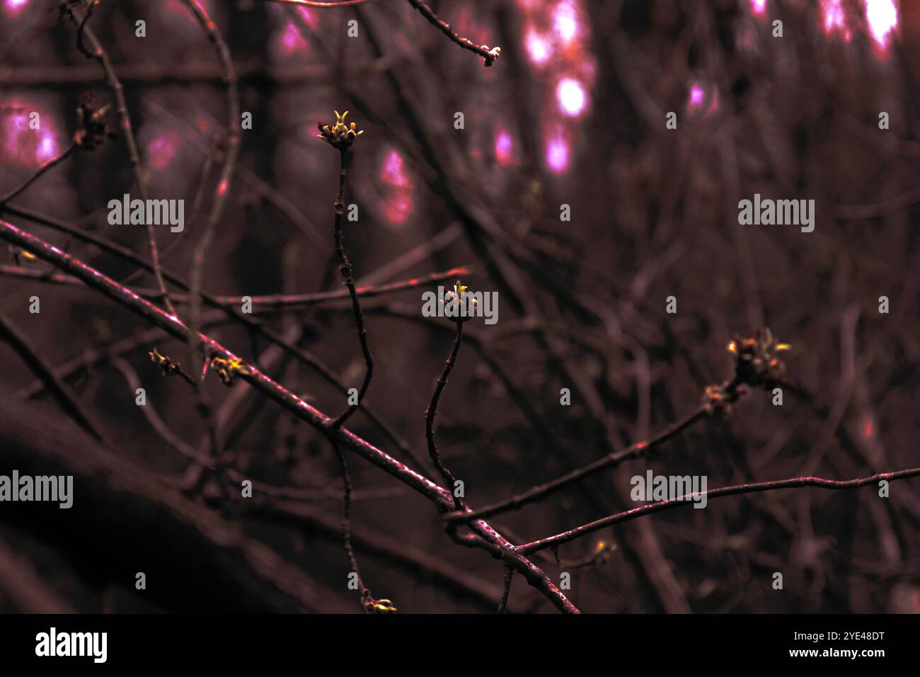 Surrealistic spring woodland, Atmospheric Black Metal forest, dark ...