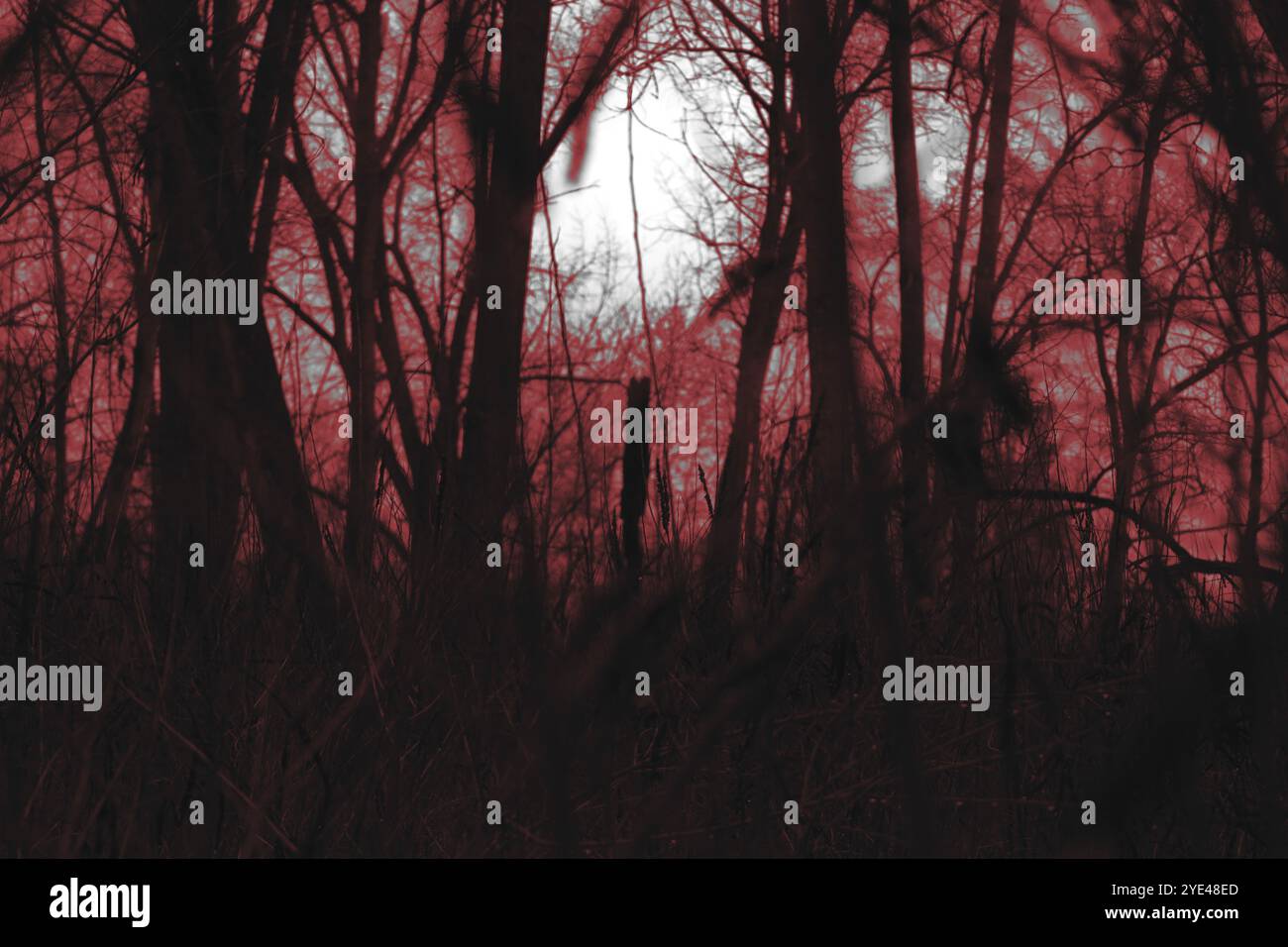 Red horror atmosphere in the woods, Atmospheric Black Metal forest ...