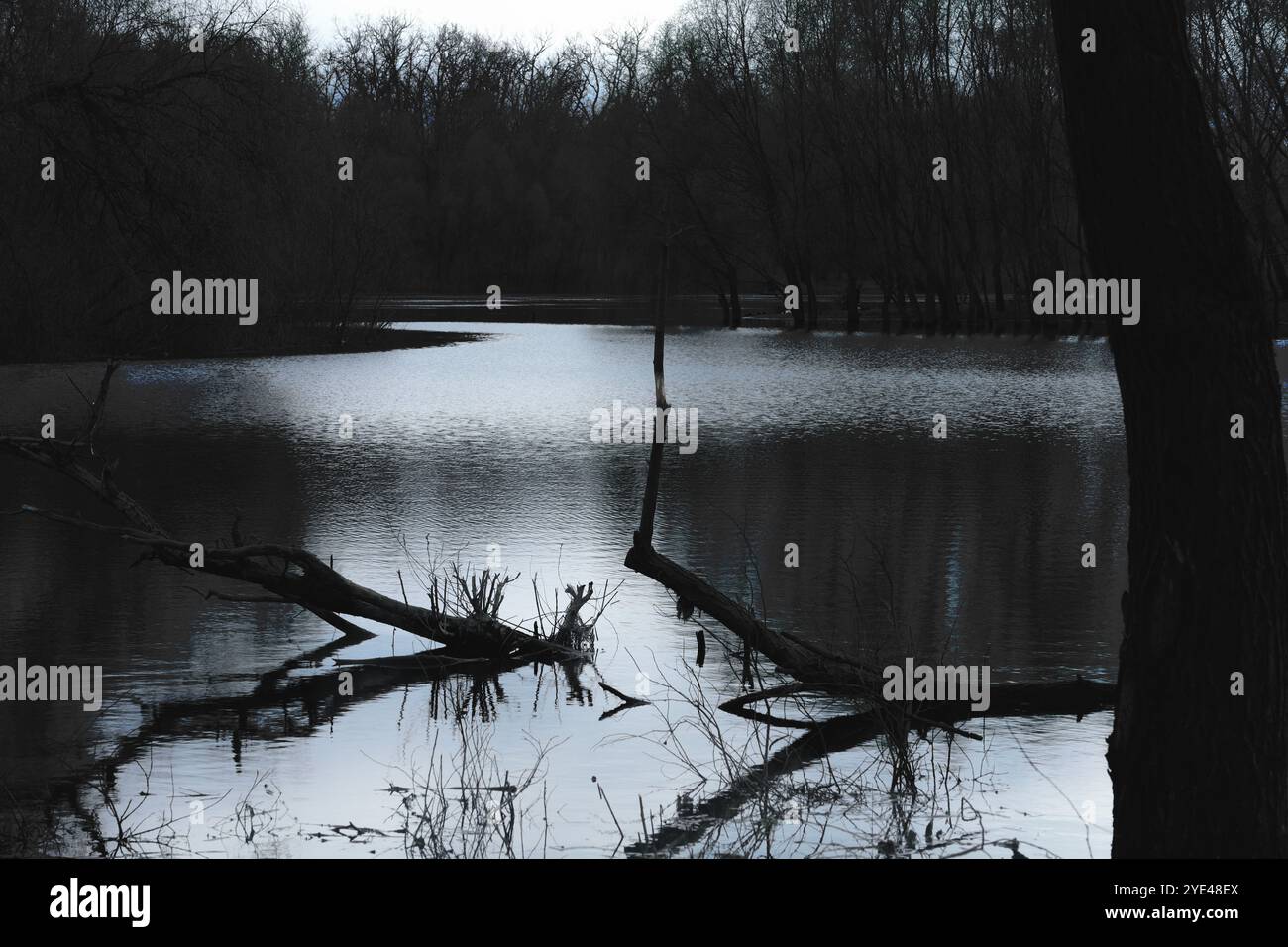 Dark river, atmospheric black metal forest, spooky forest, horror ...