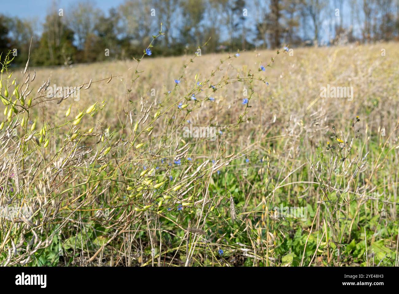Bird mix farm uk hi-res stock photography and images - Alamy