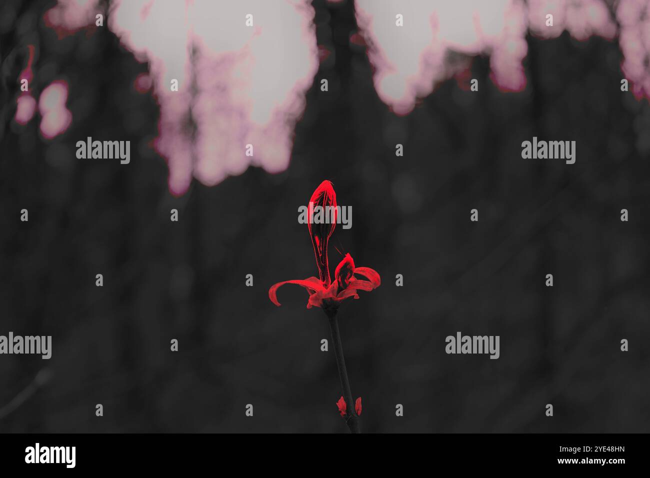 Red spring, dark fantasy forest, flower in the darkness Stock Photo - Alamy