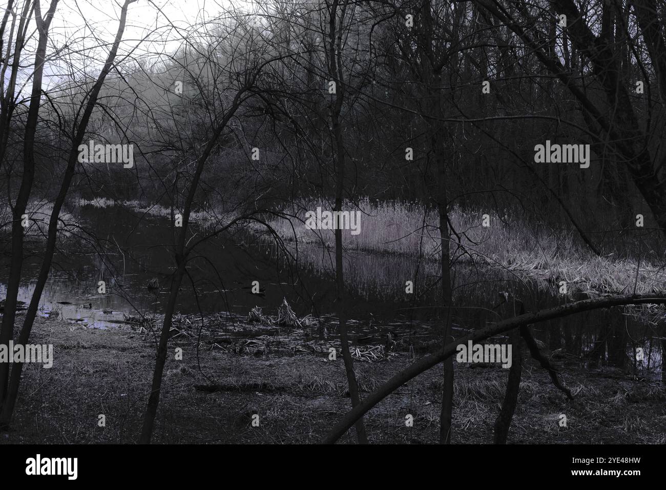 Dark river, atmospheric black metal forest, spooky forest, horror ...