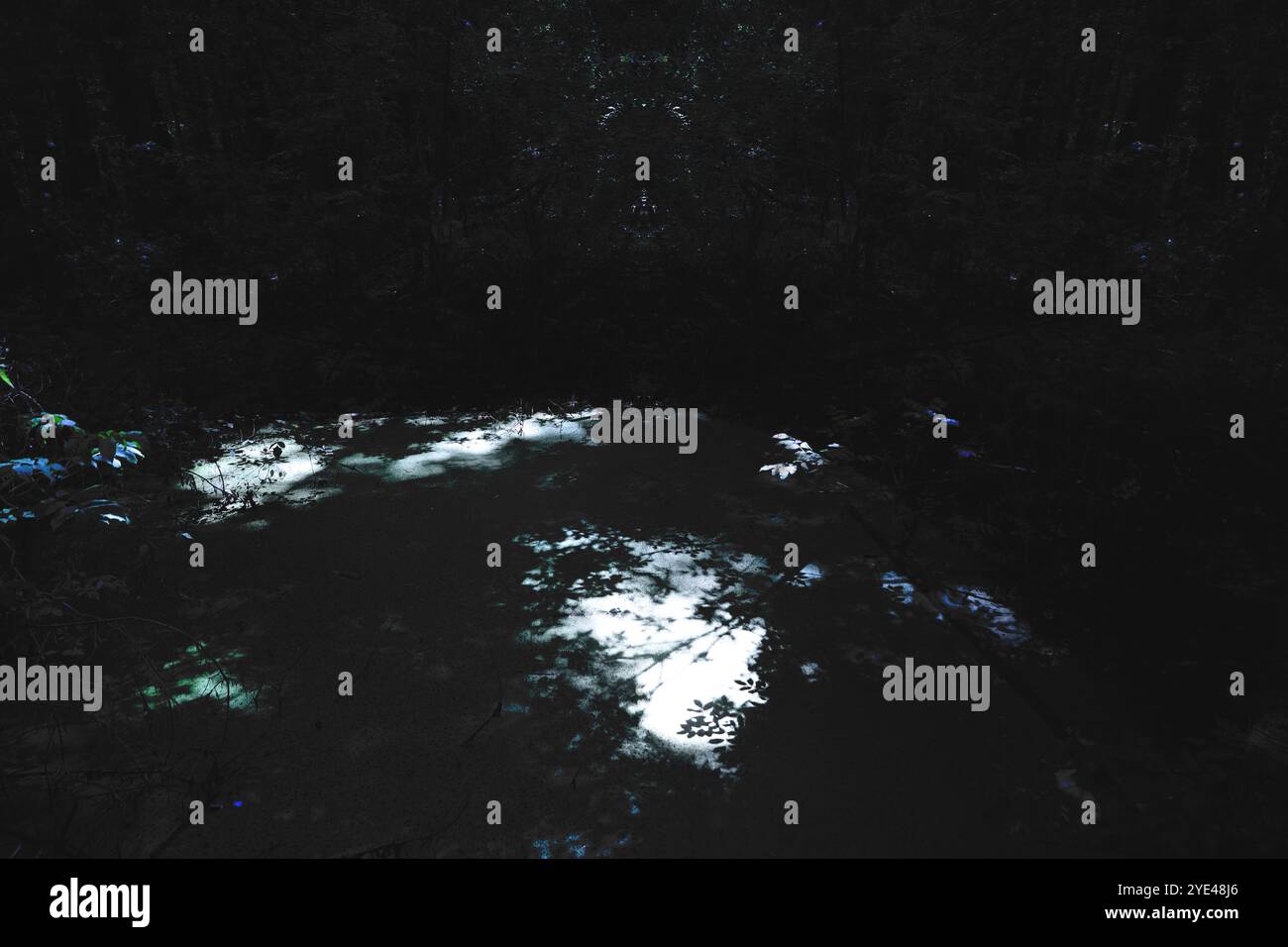 Dark river, atmospheric black metal forest, spooky forest, horror ...