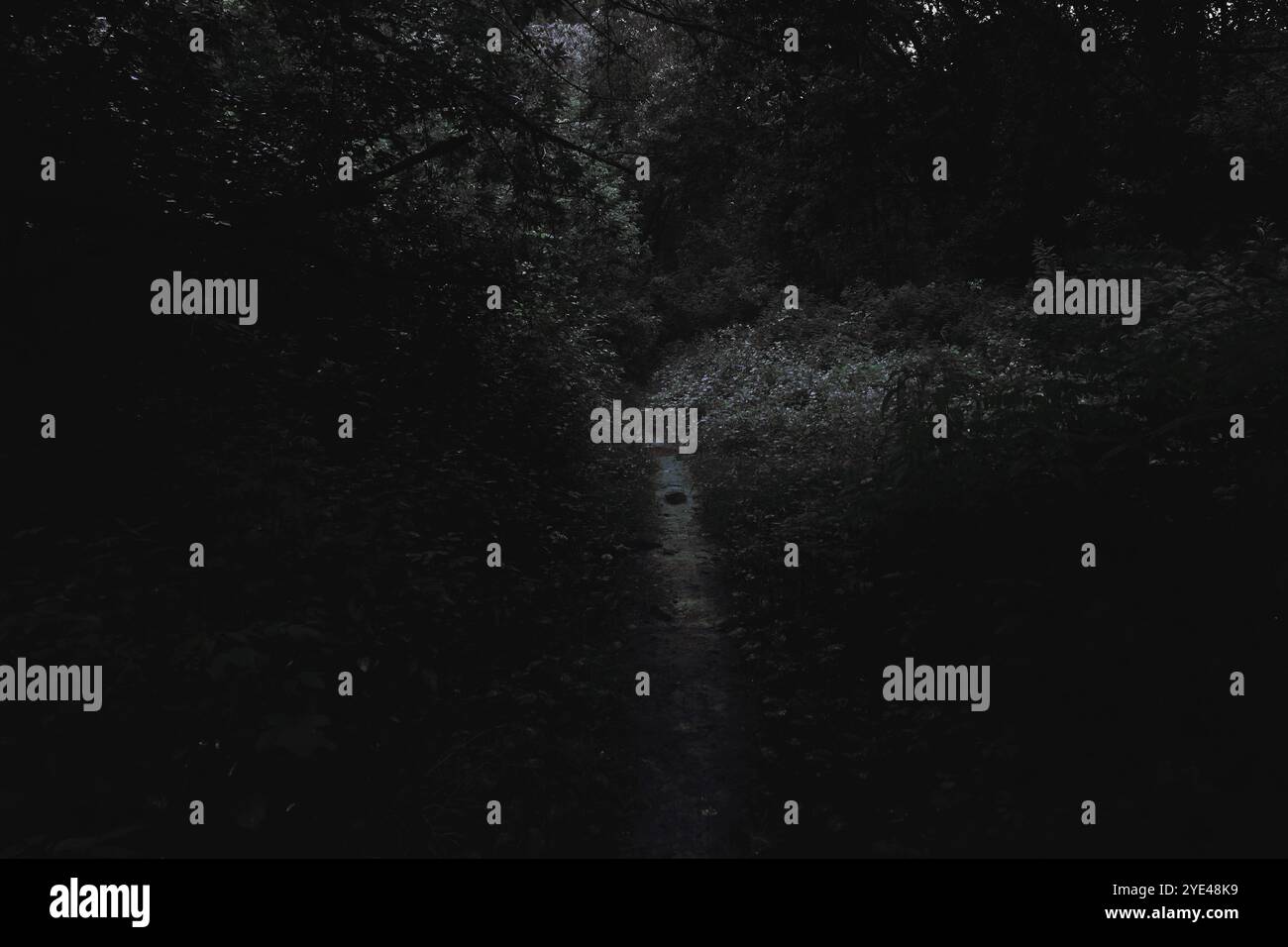 Black metal forest, dark spooky forest, dark horror atmosphere, gloomy ...