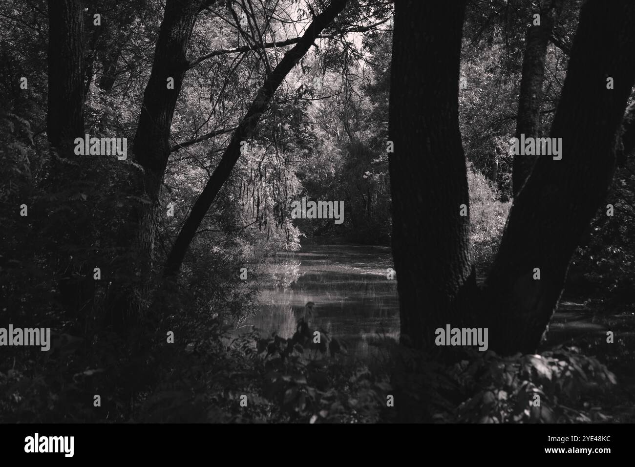 Black metal forest, summer spooky forest, dark horror atmosphere Stock ...