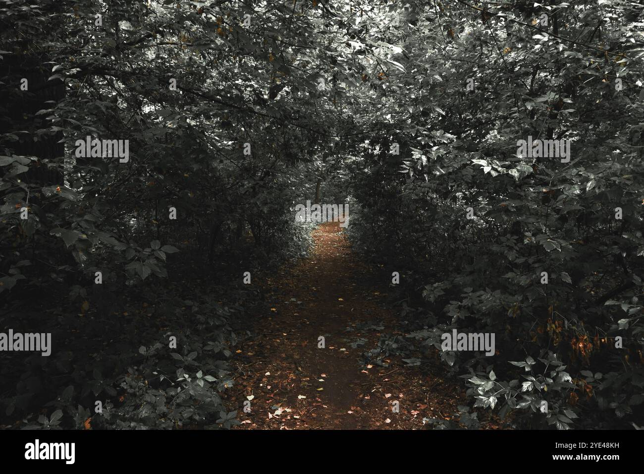 Black metal forest, dark spooky forest, dark horror atmosphere, gloomy ...